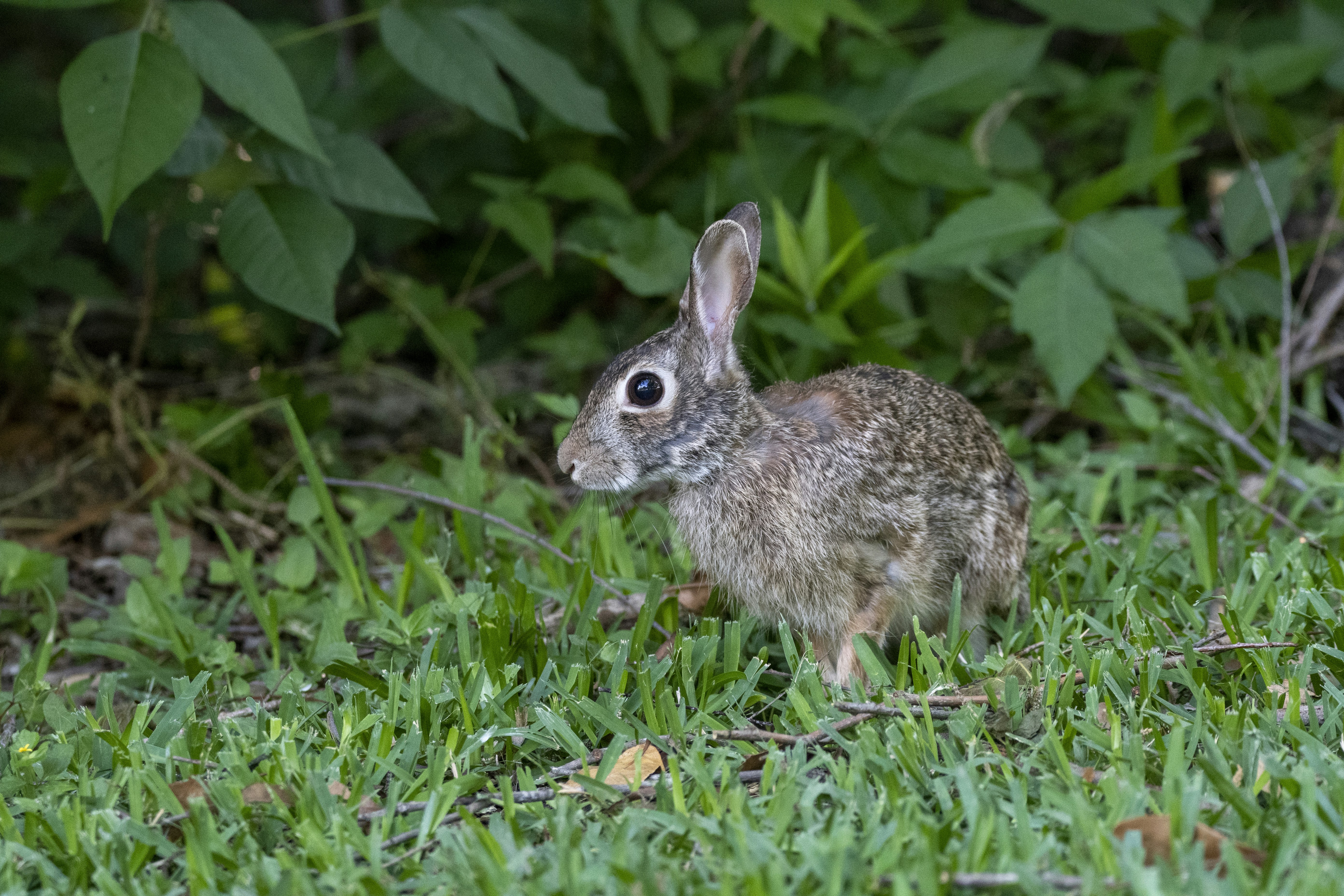 A rabbit in the grass photo – Free Nature Image on Unsplash