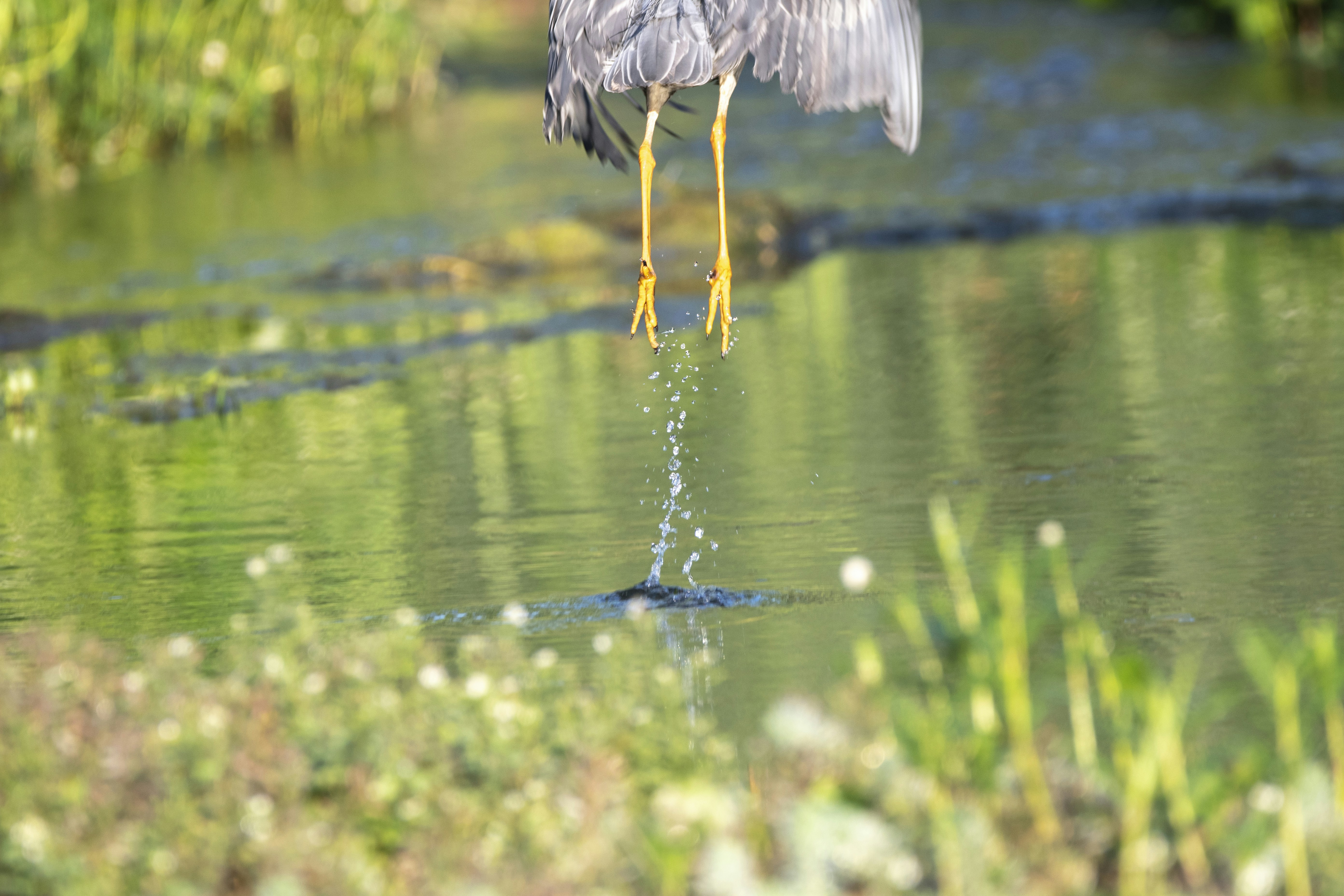 Fly away!