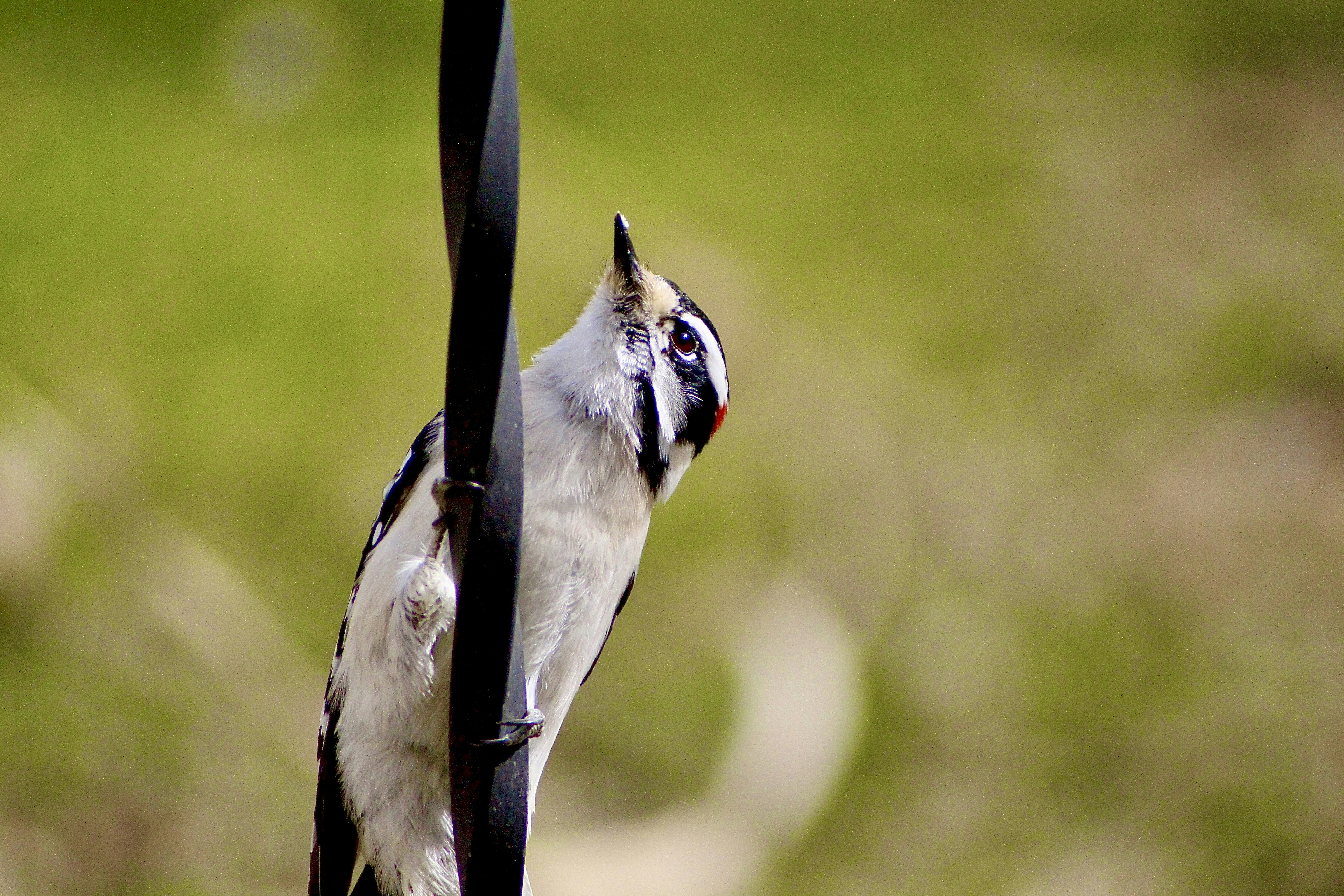 Downy Woodpecker Pictures | Download Free Images on Unsplash