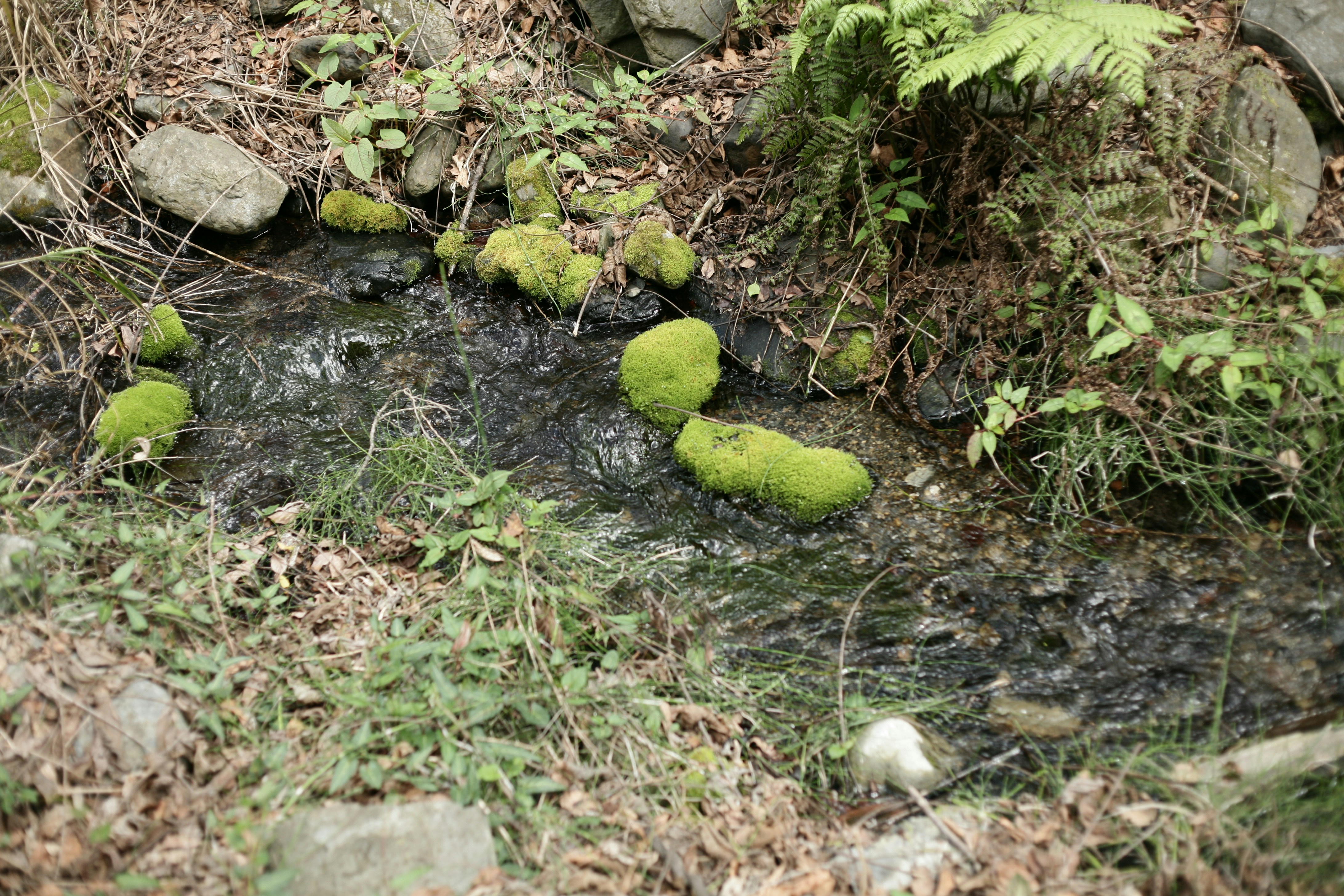 A small stream with moss and rocks photo – Free Plant Image on Unsplash