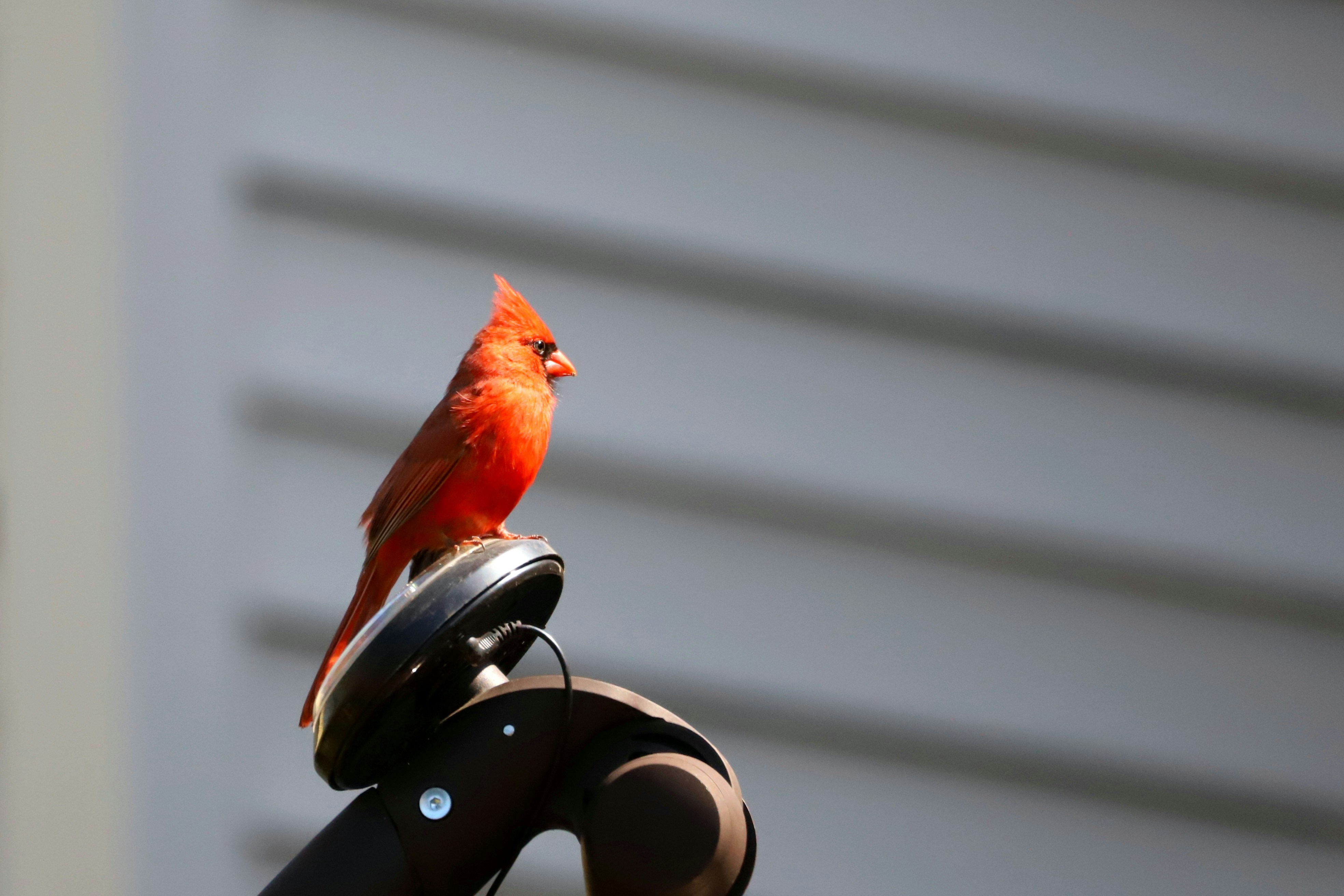 Crimson Cardinal on a Curved Black Perch Against Striped Background