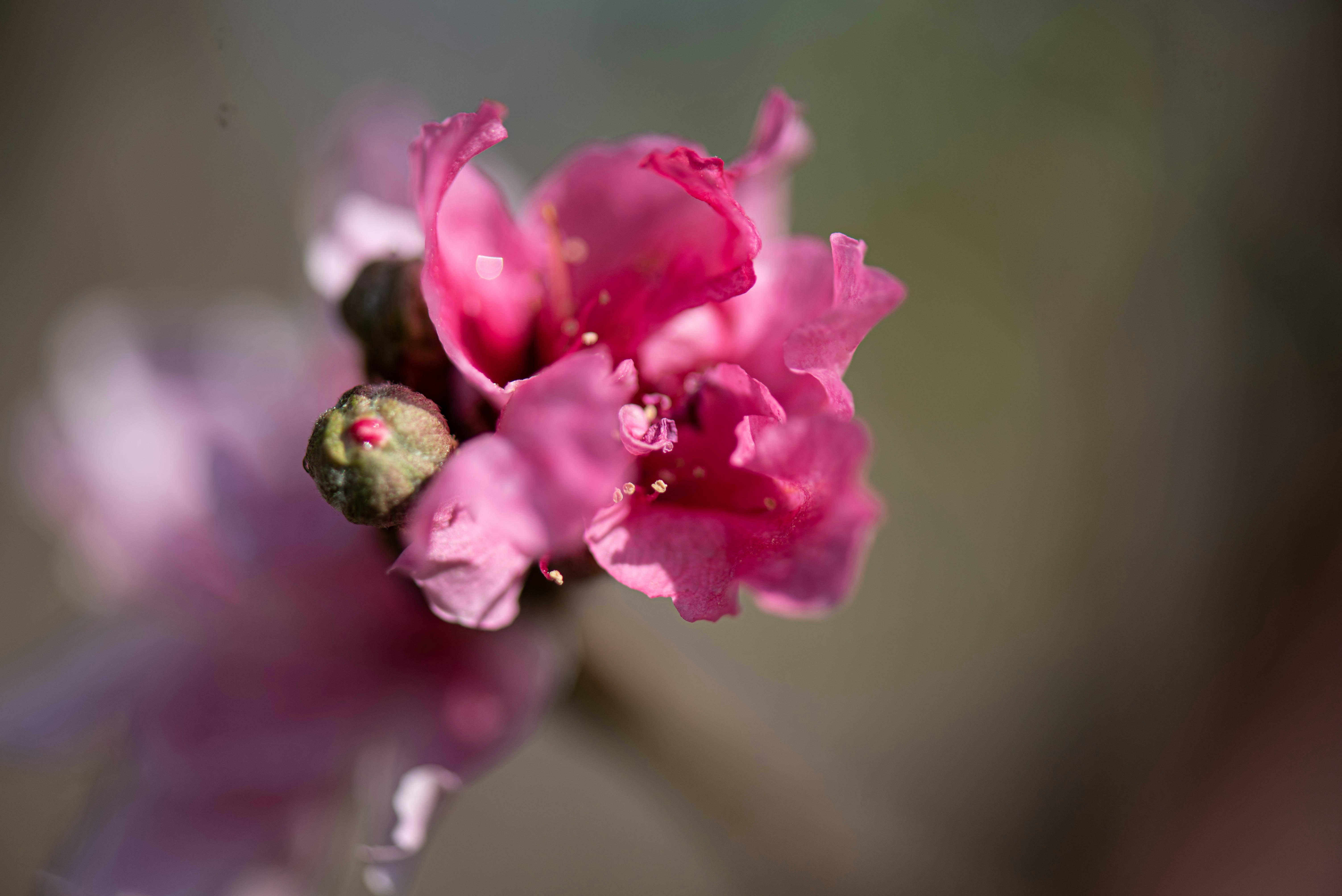 Pinpoint Pink: macro moment on a delicate blossom