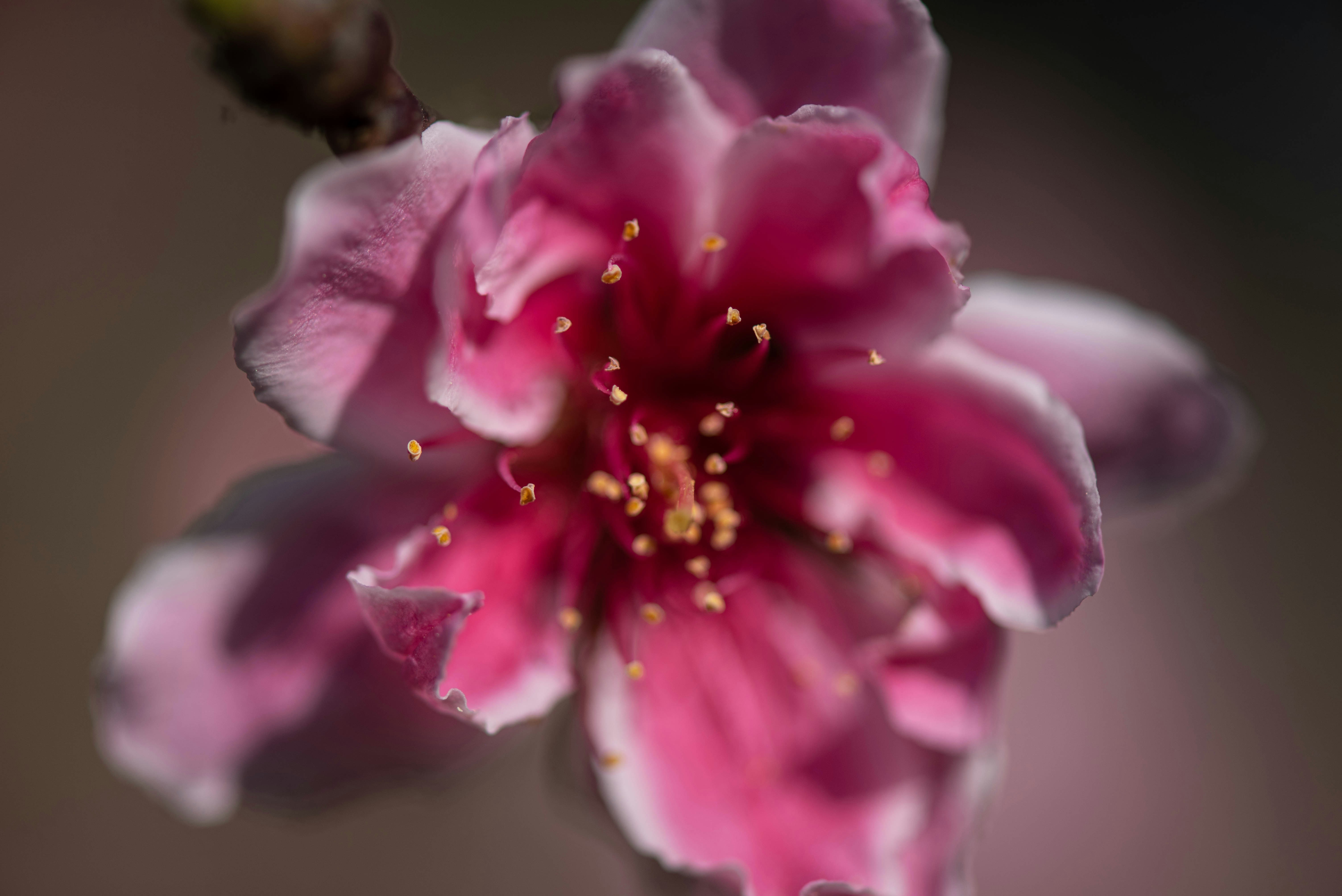 a close up of a flower