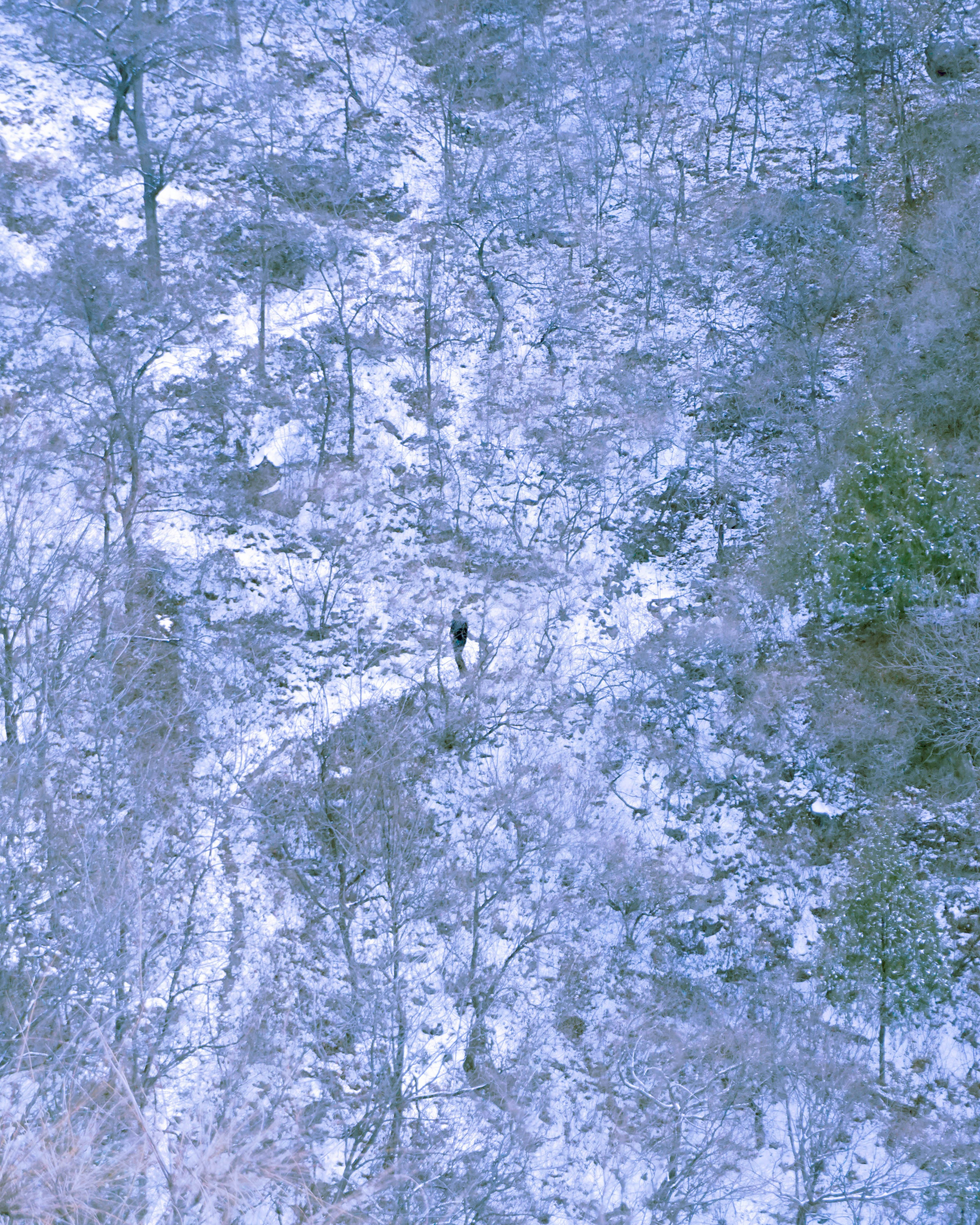 A lone figure traverses a snow-covered landscape, surrounded by bare trees and a serene, wintry atmosphere.