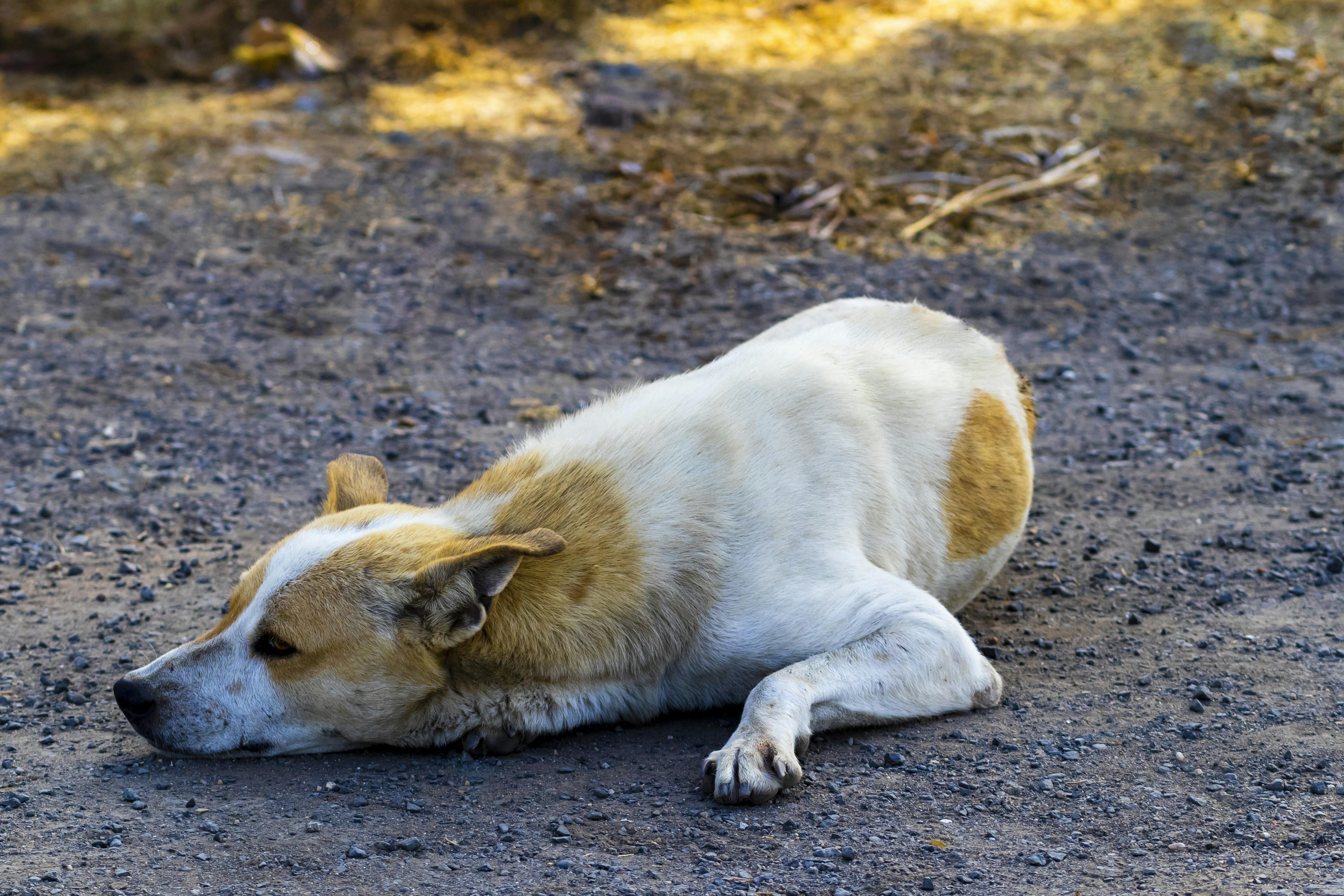 Foto Un perro tirado en el suelo – Imagen India gratis en Unsplash