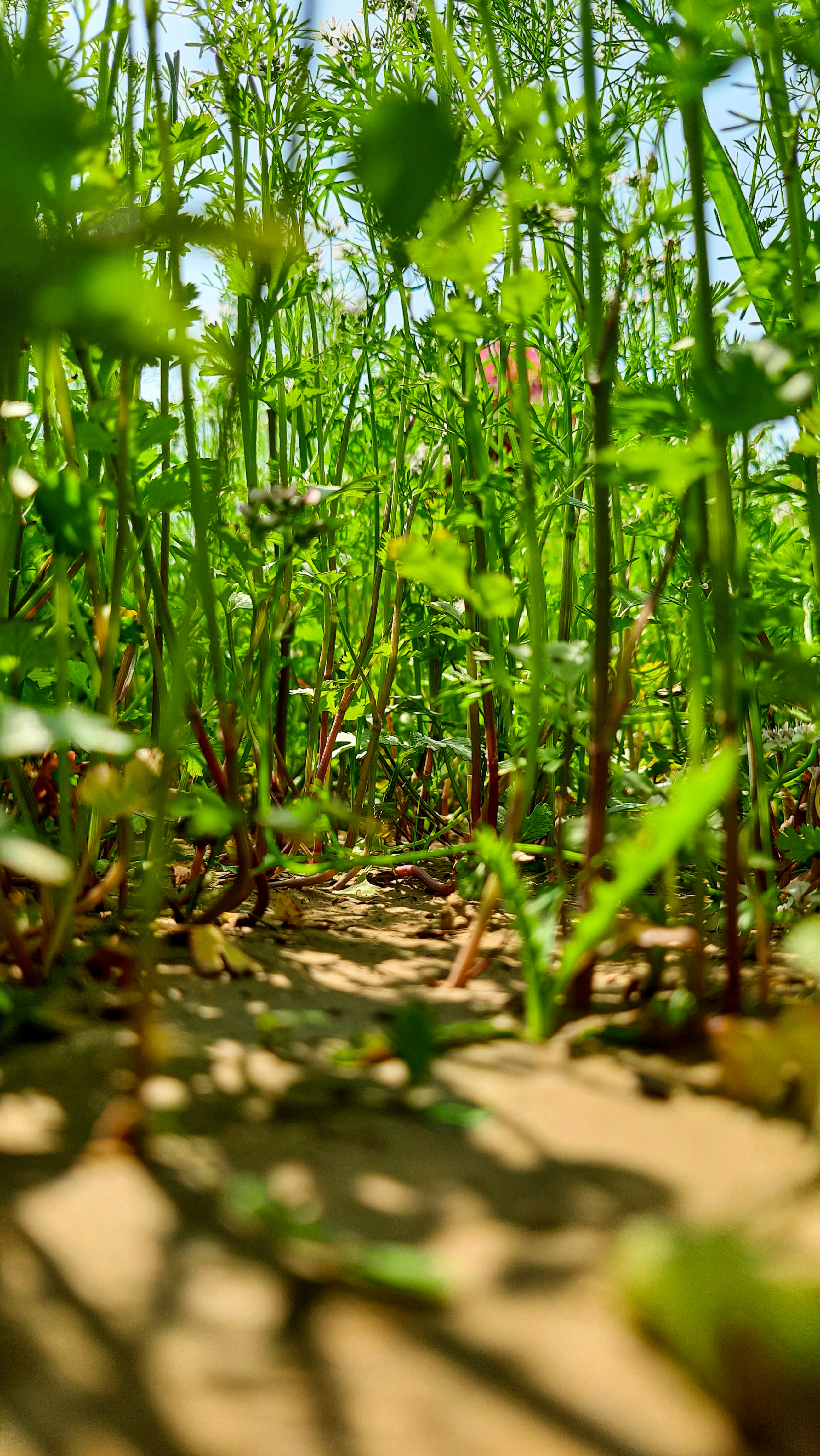 Sunlit Green Ridge: Dense Herb Garden from Ground Level