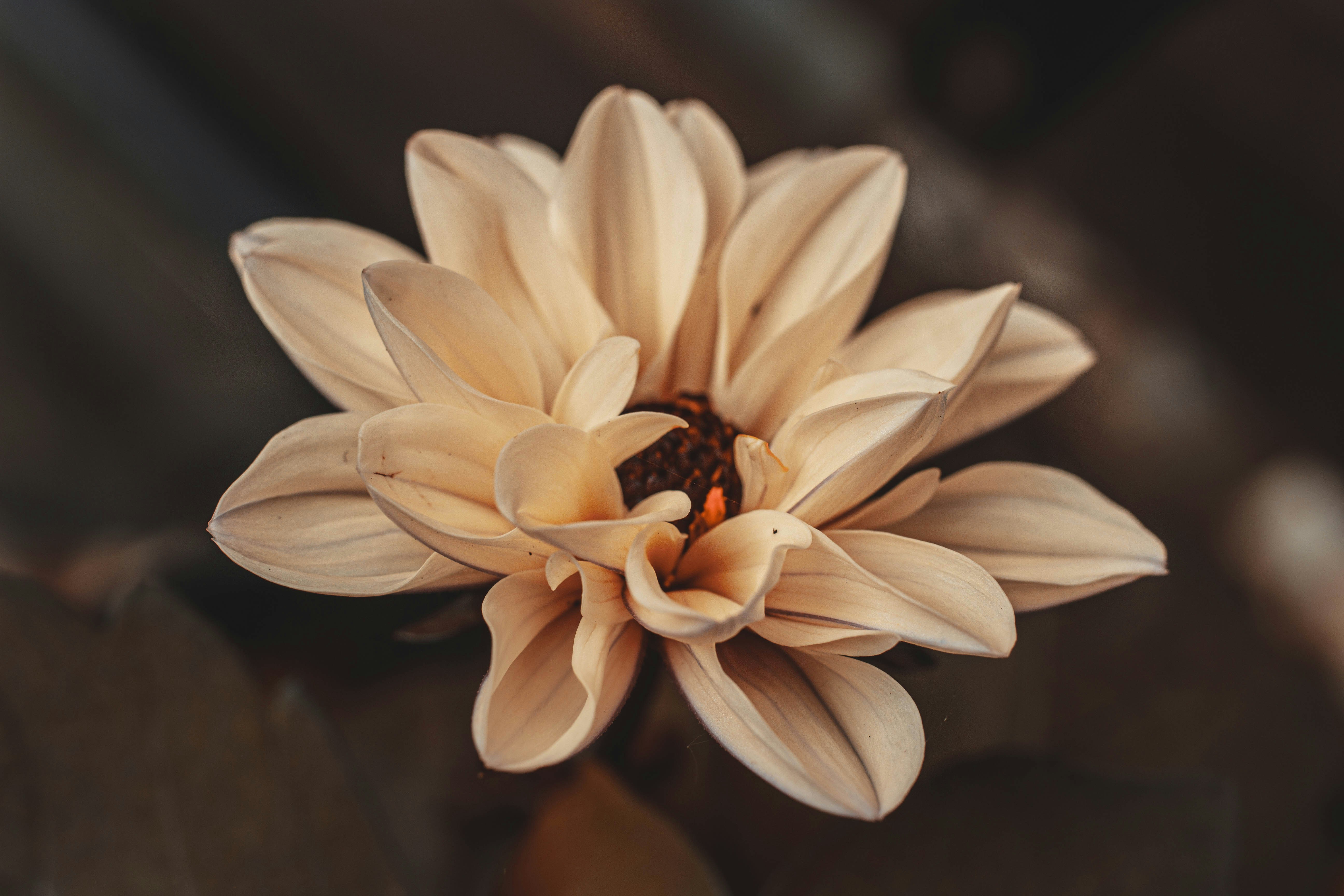 Beige Flower Pictures | Download Free Images on Unsplash