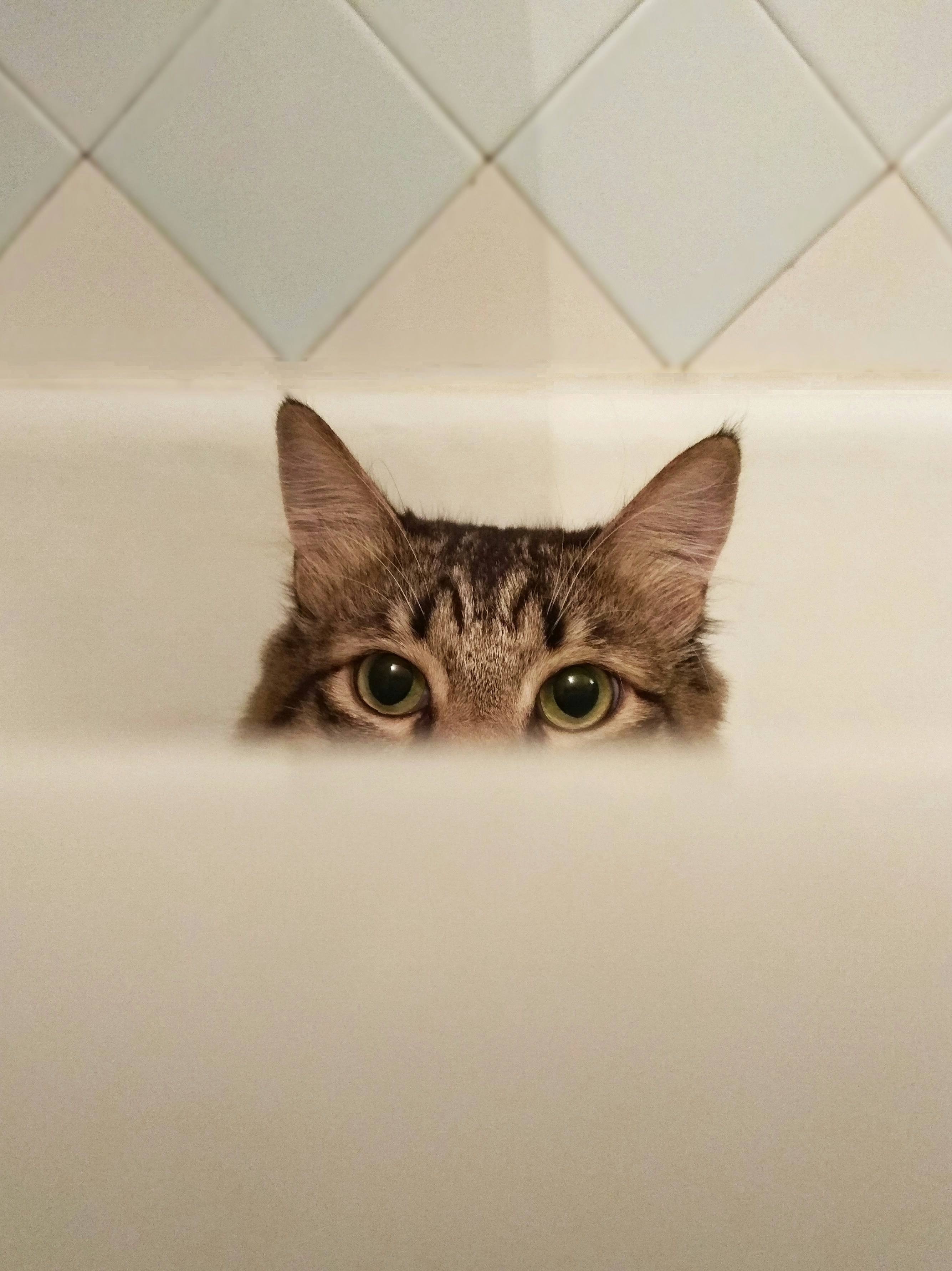 A cat peeking over the edge of a bathtub, its expressive eyes visible against a tiled background.