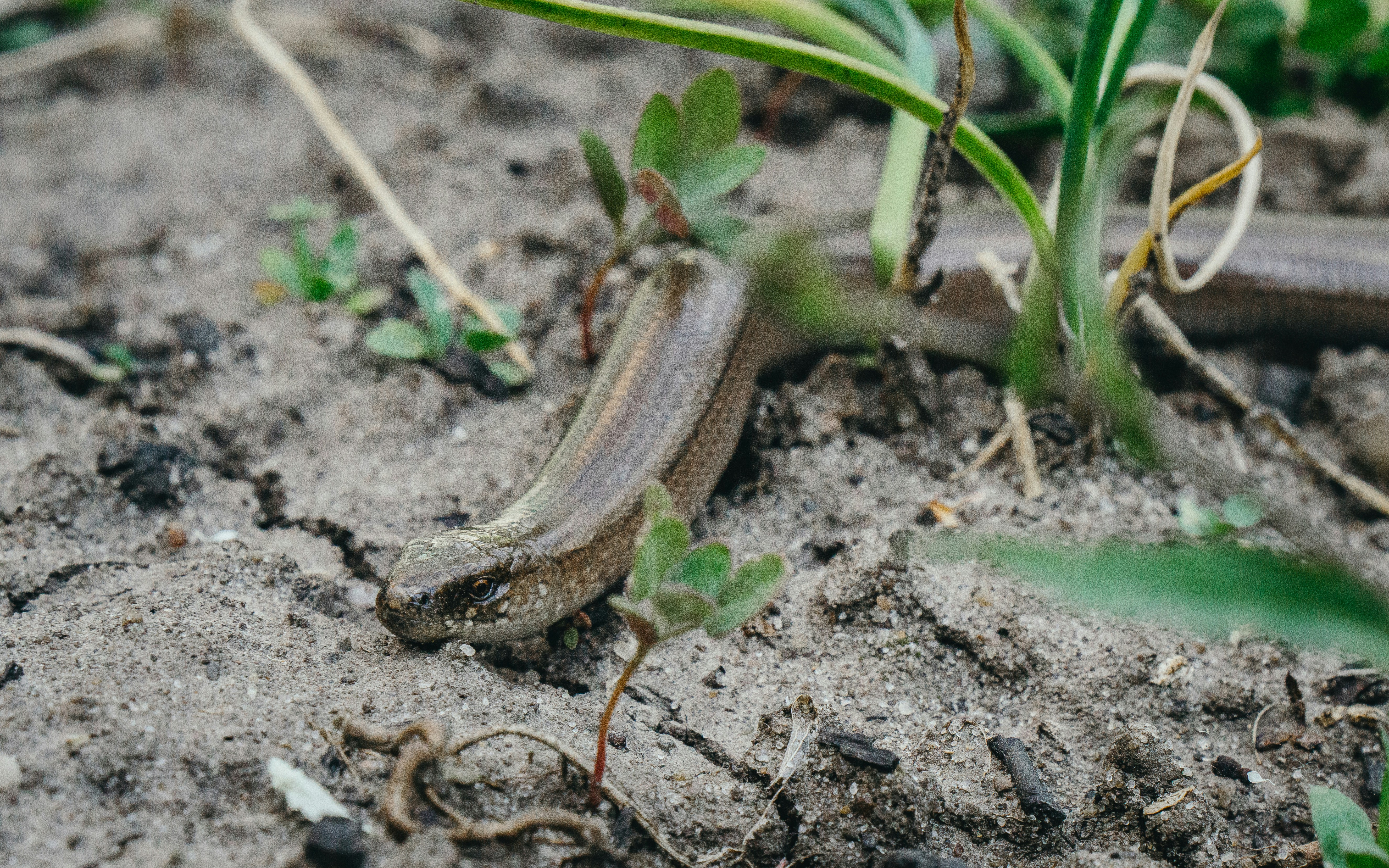 Striped Sand Snake Lurking Through Desert Scrub