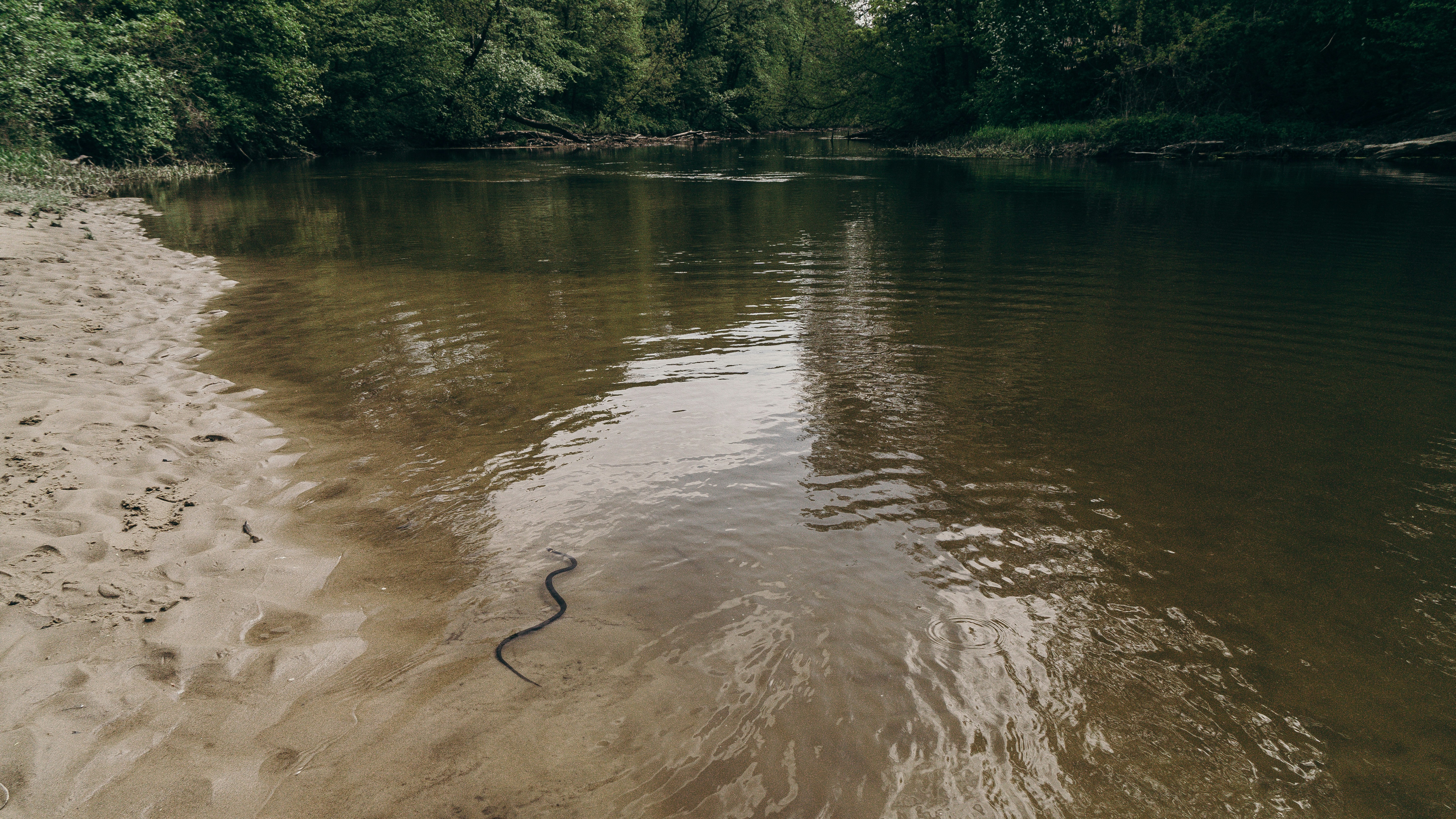 Serpentine Twig in a Quiet River Bend