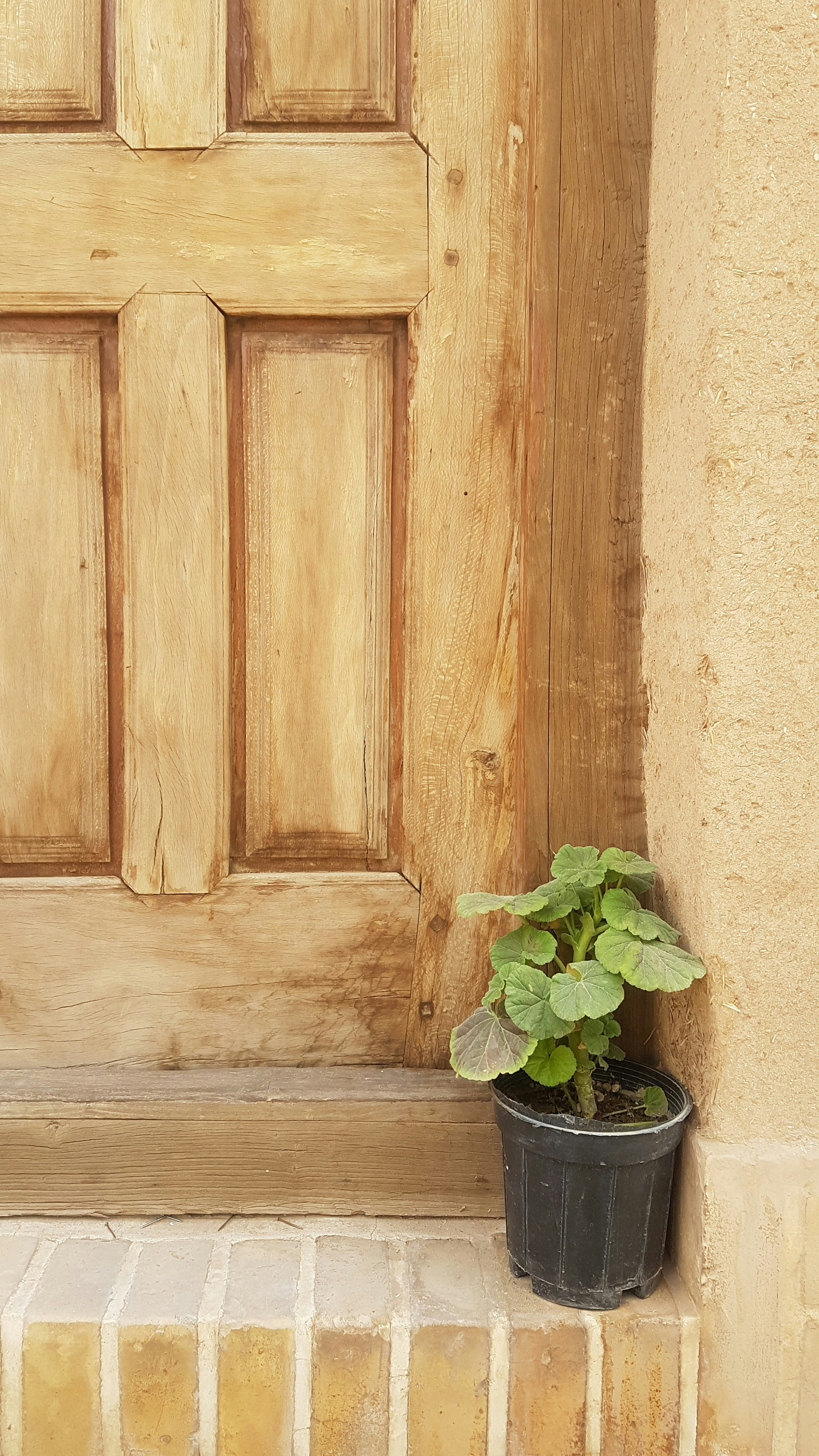 Threshold Green: A Small Potted Plant by a Weathered Wooden Door