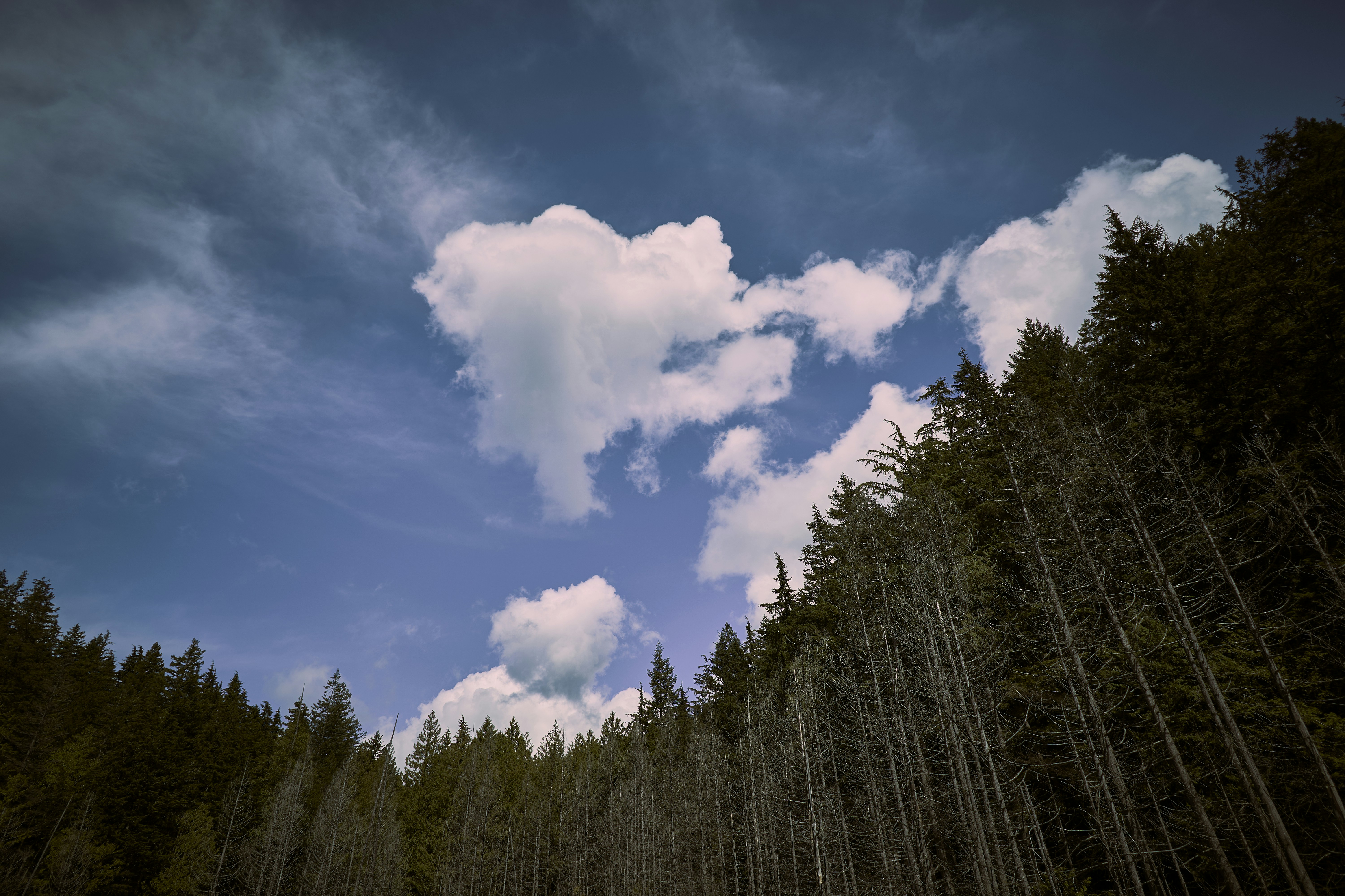 Cresting Sky Above Cone-formed Pines