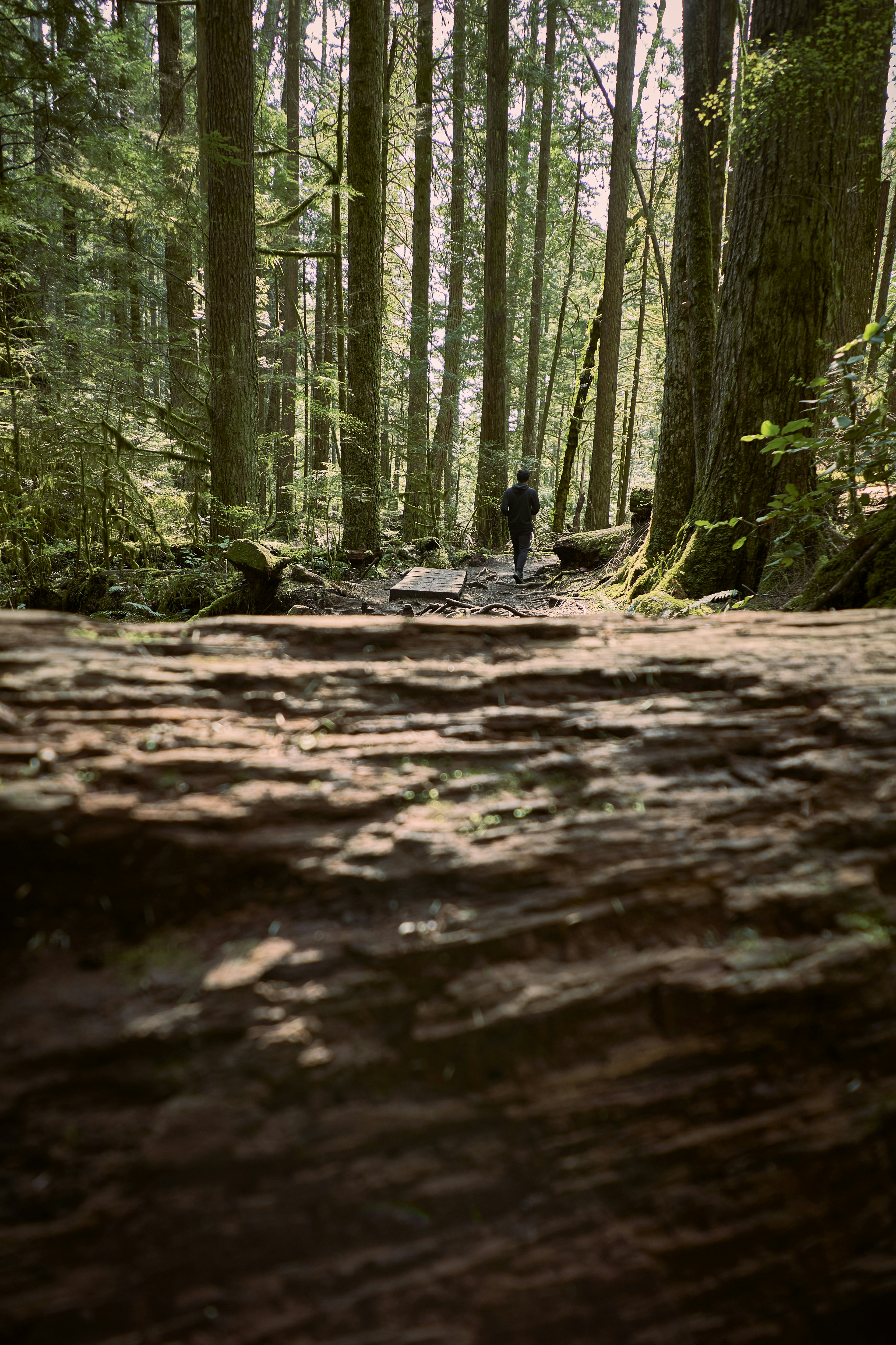 Between Giants: A Quiet Trek Through a Cathedral Forest