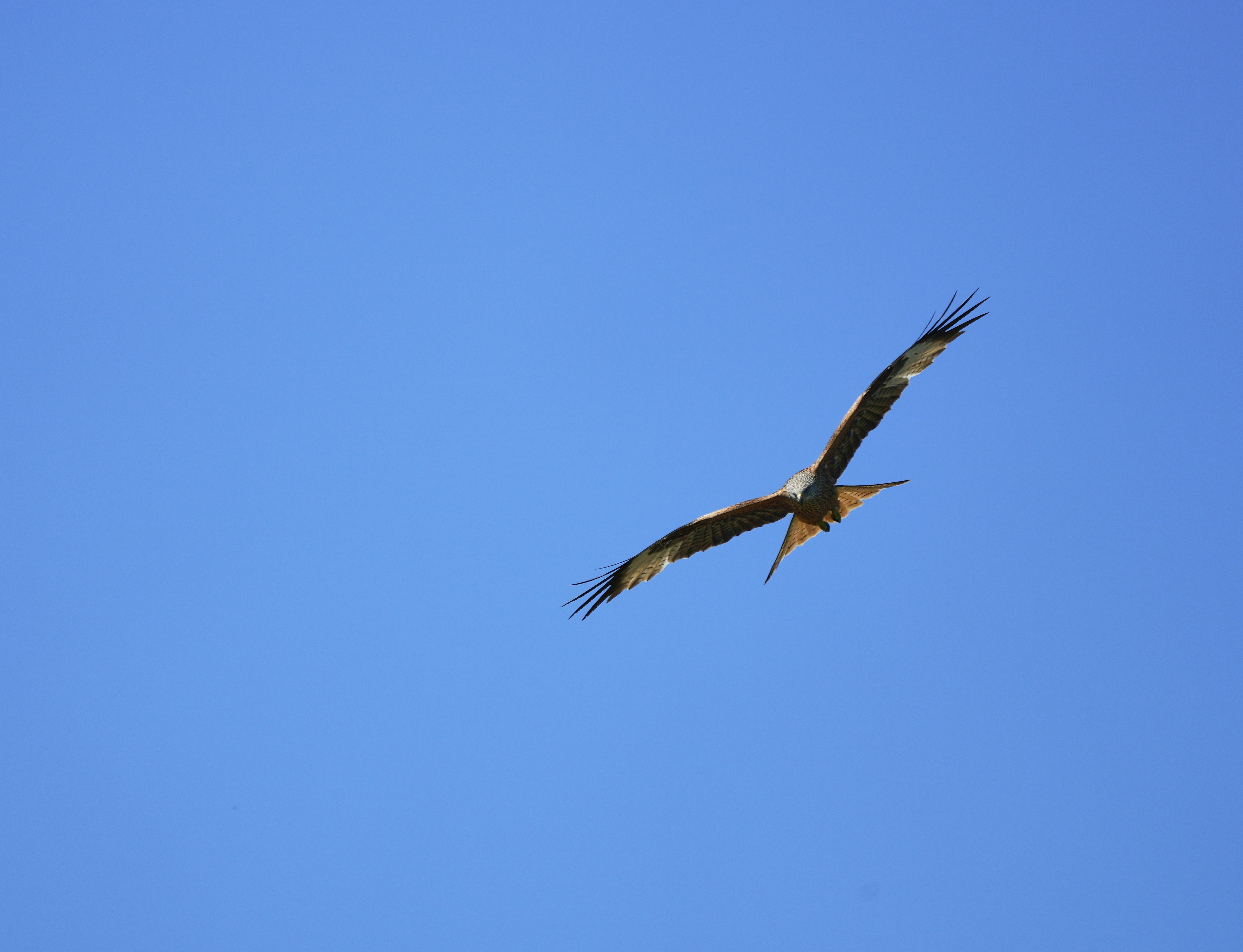 A soaring eagle glides gracefully against a clear blue sky, showcasing its impressive wingspan. The scene captures the essence of freedom and nature's beauty.