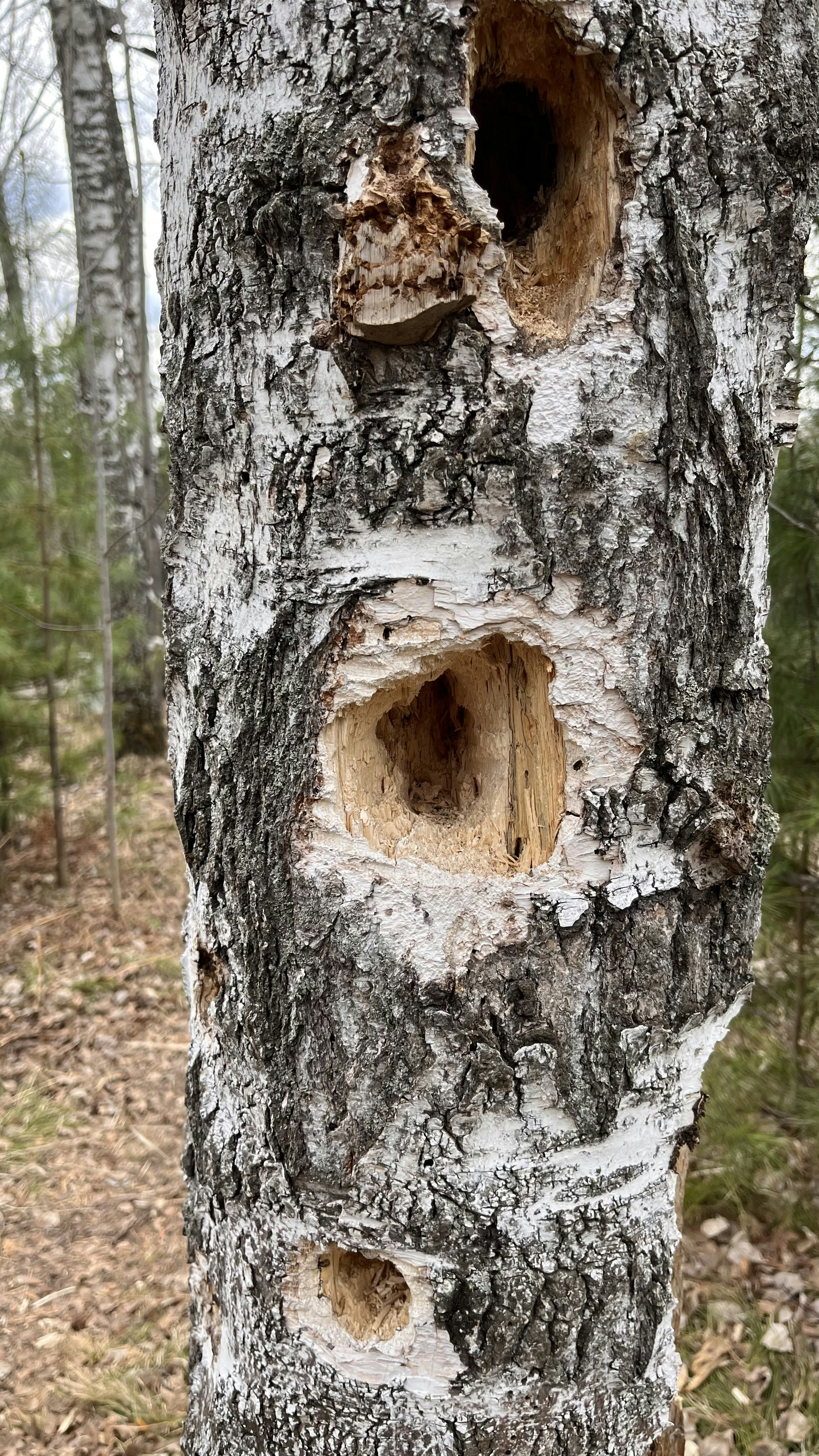 A tree trunk with holes in it photo – Free Tree Image on Unsplash