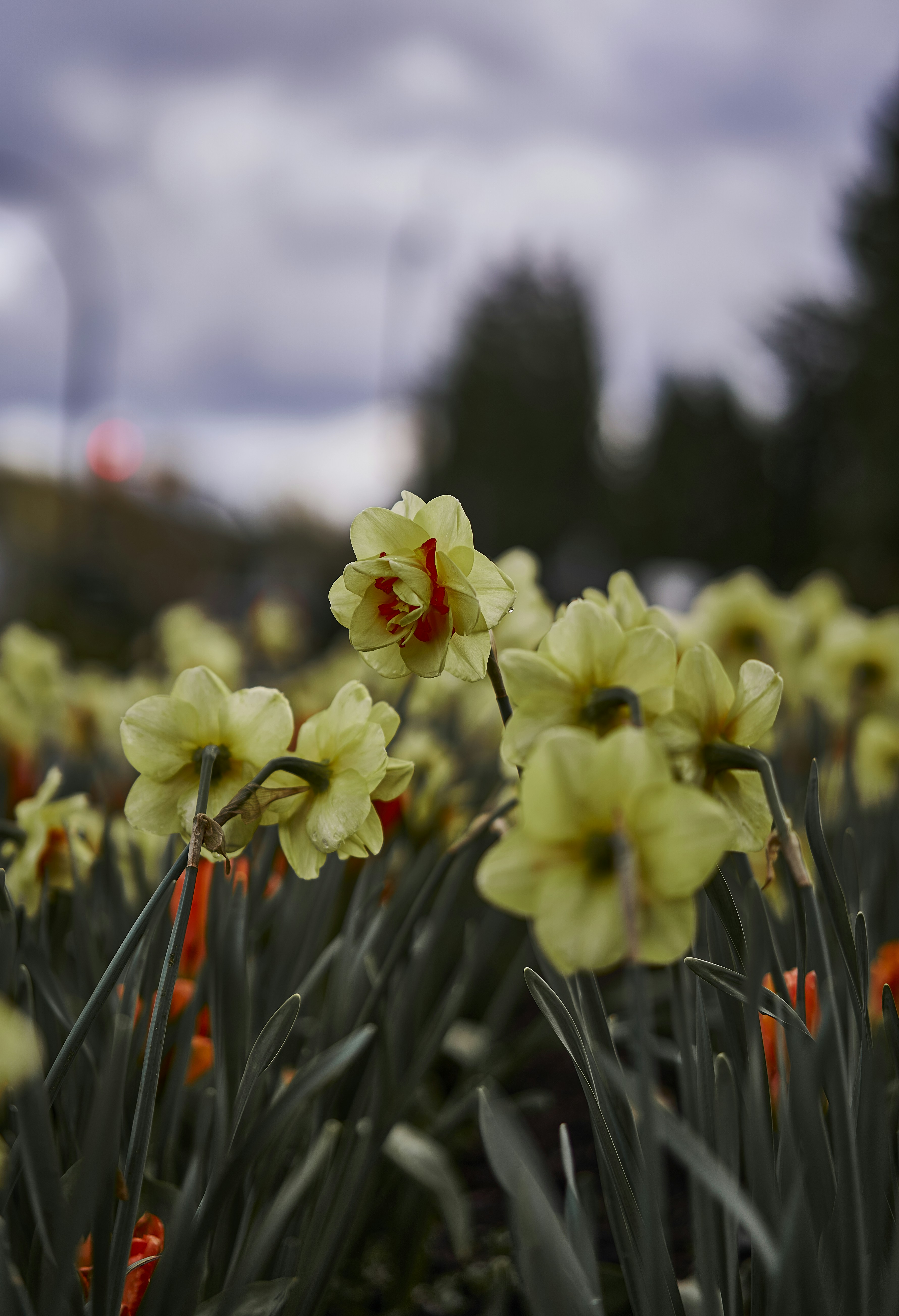 Center Bloom in a Sea of Yellow: Daffodils with an Urban Backdrop