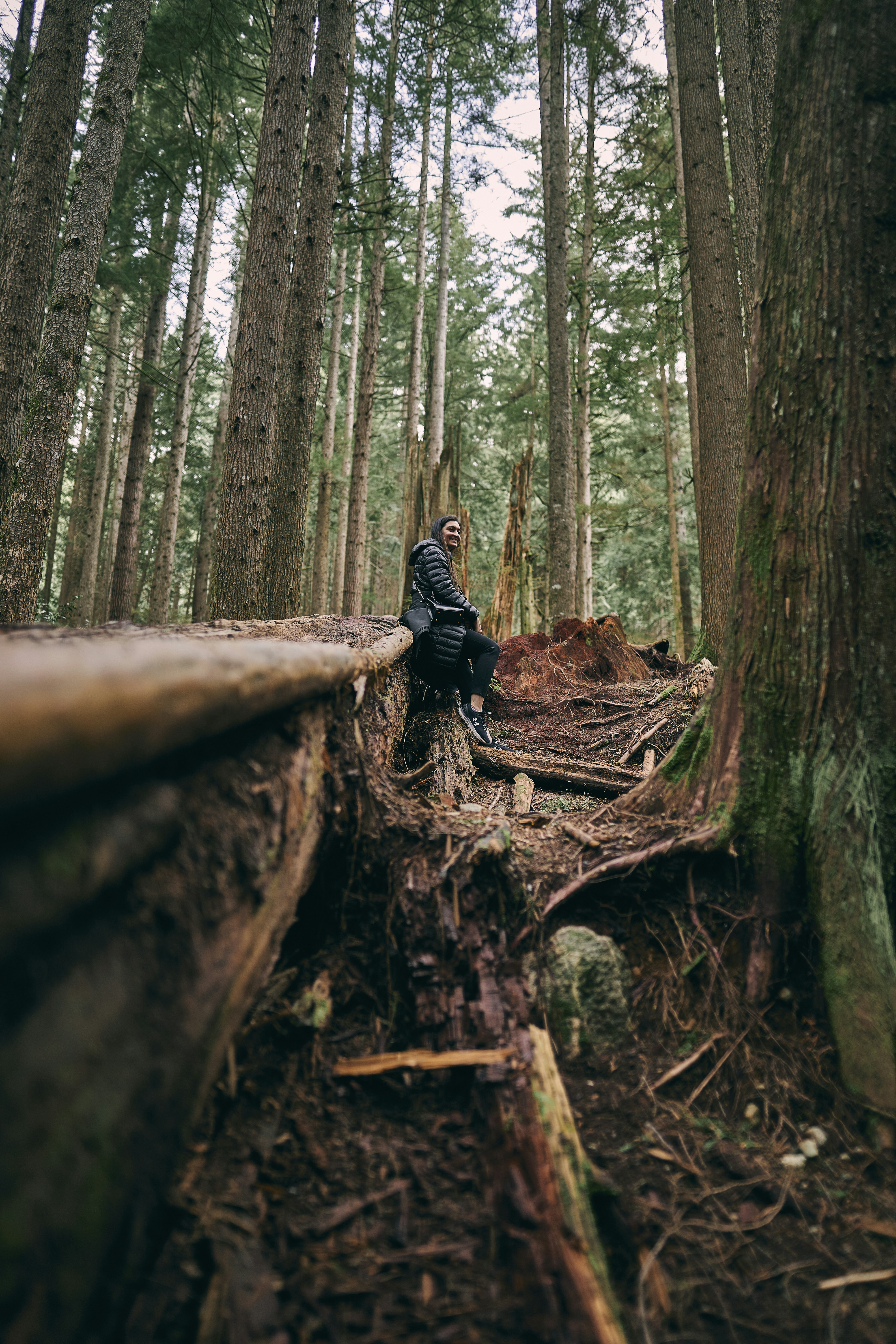 Forest Bench: A Quiet Pause Amid towering pines