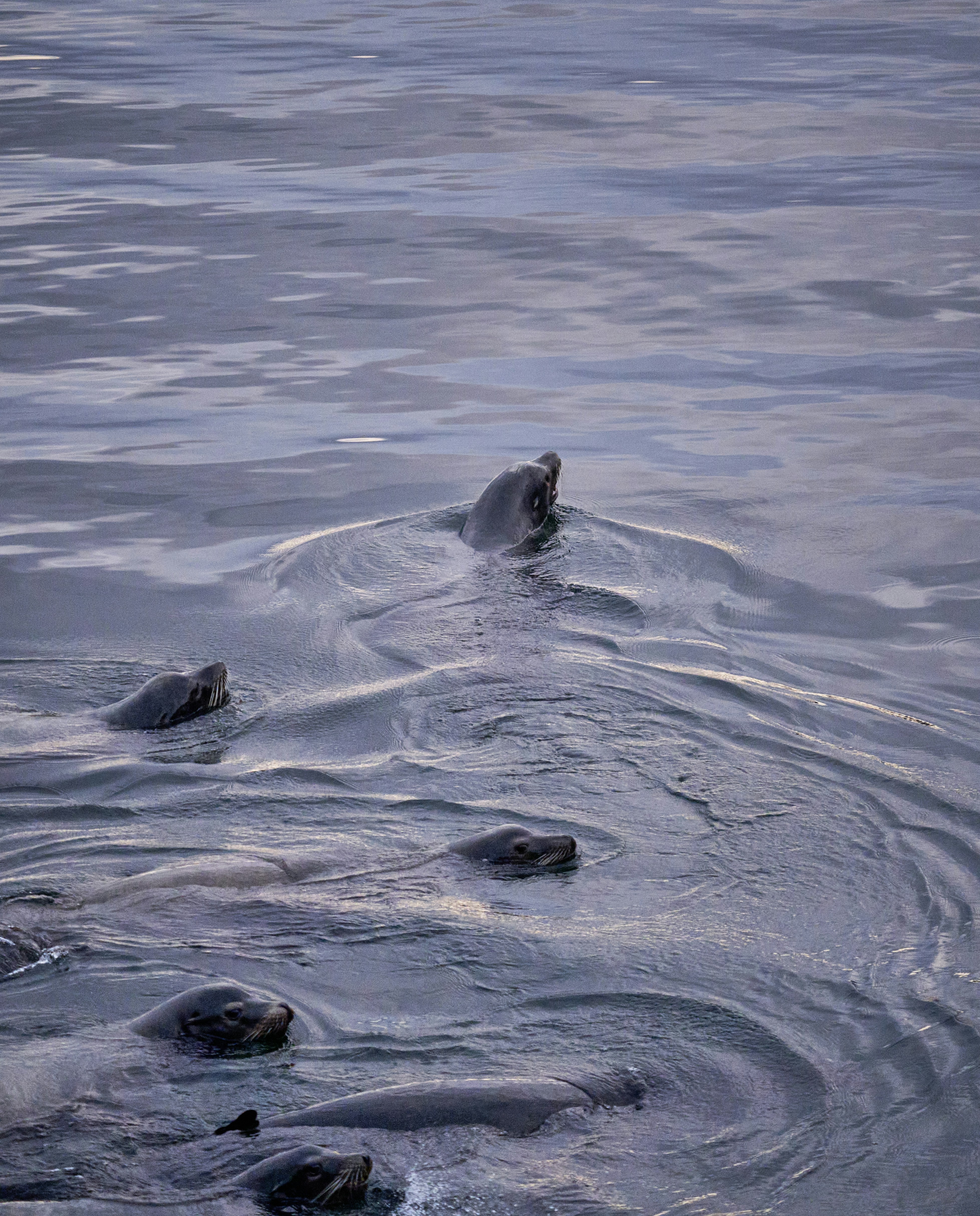 Un groupe de phoques dans l’eau photo – Photo Gris Gratuite sur Unsplash