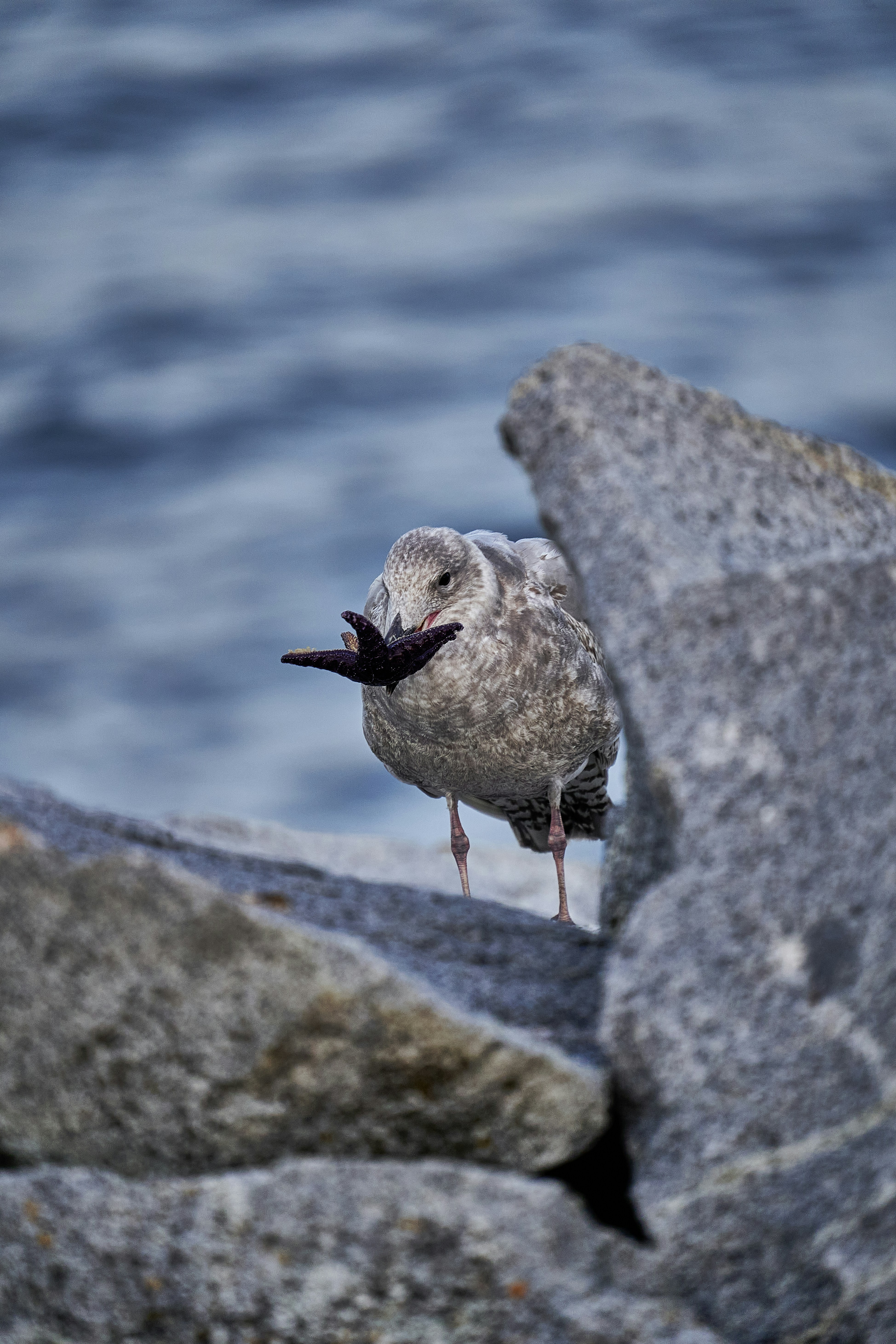 Gull with Starfish: Quiet Moment on Weathered Coastal Rocks