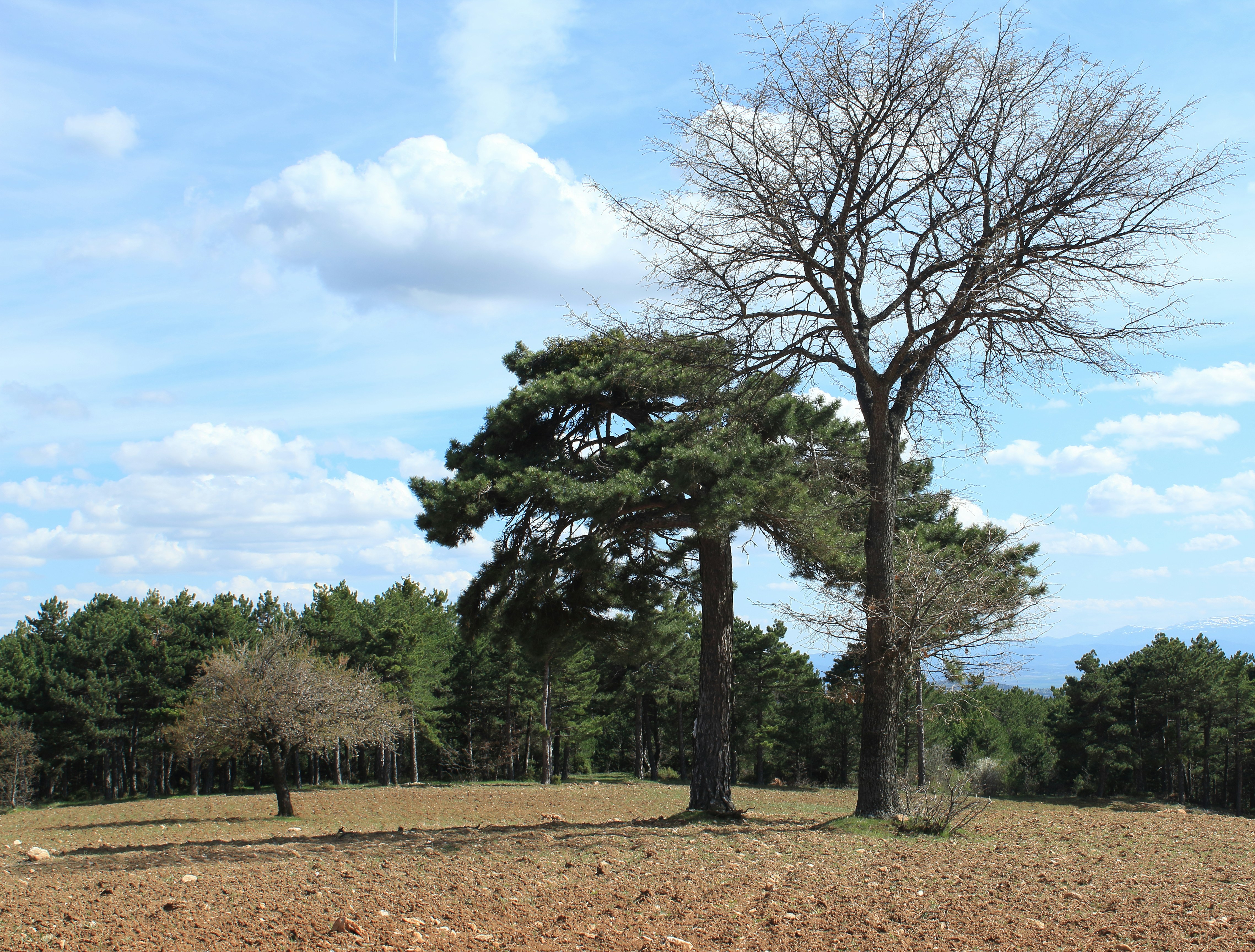 Two distinct trees stand tall in a serene landscape, surrounded by a lush forest under a bright blue sky with fluffy clouds.