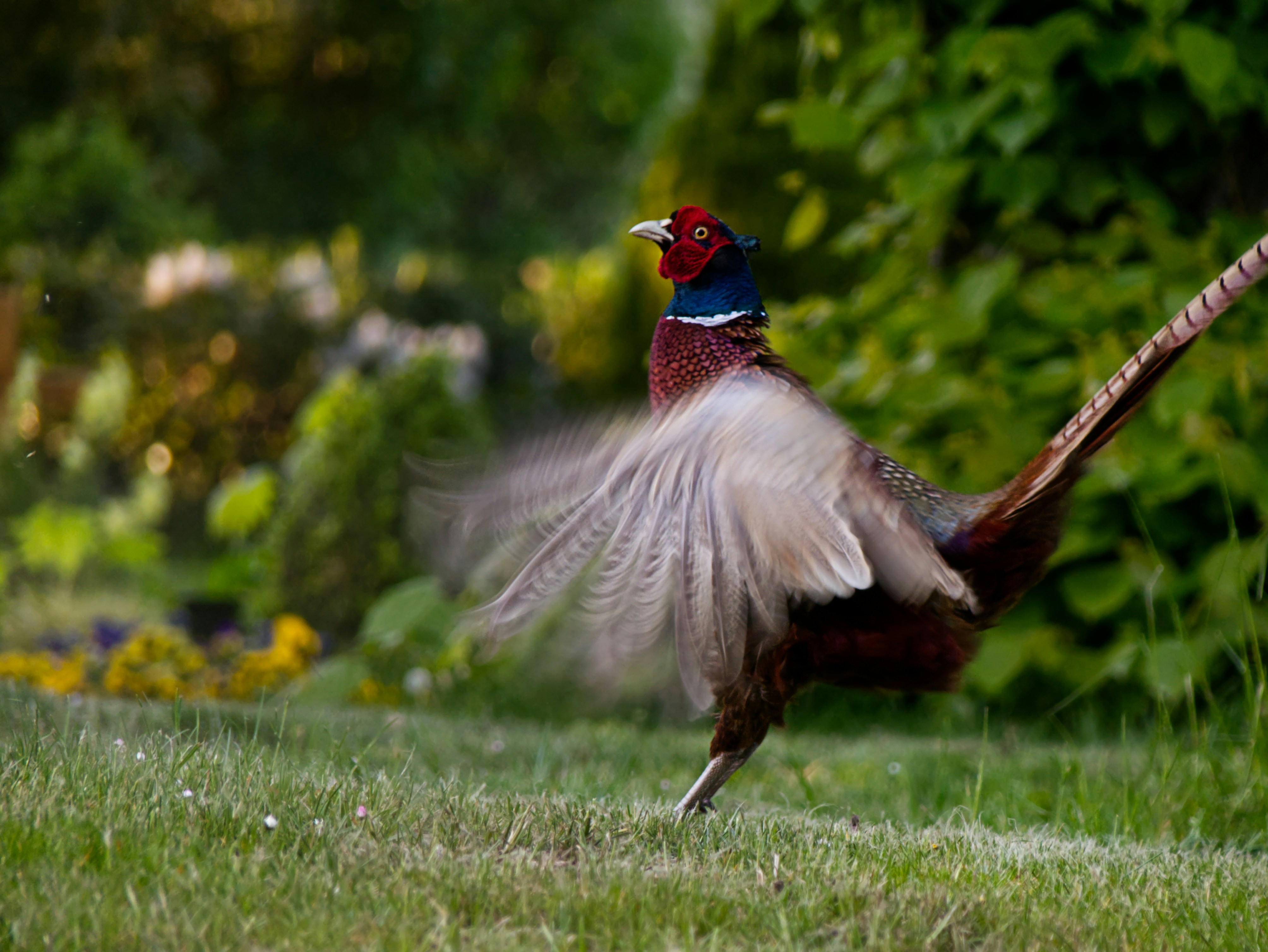 Pheasant in a Morning Gust: a Burst of Feathers and Focus