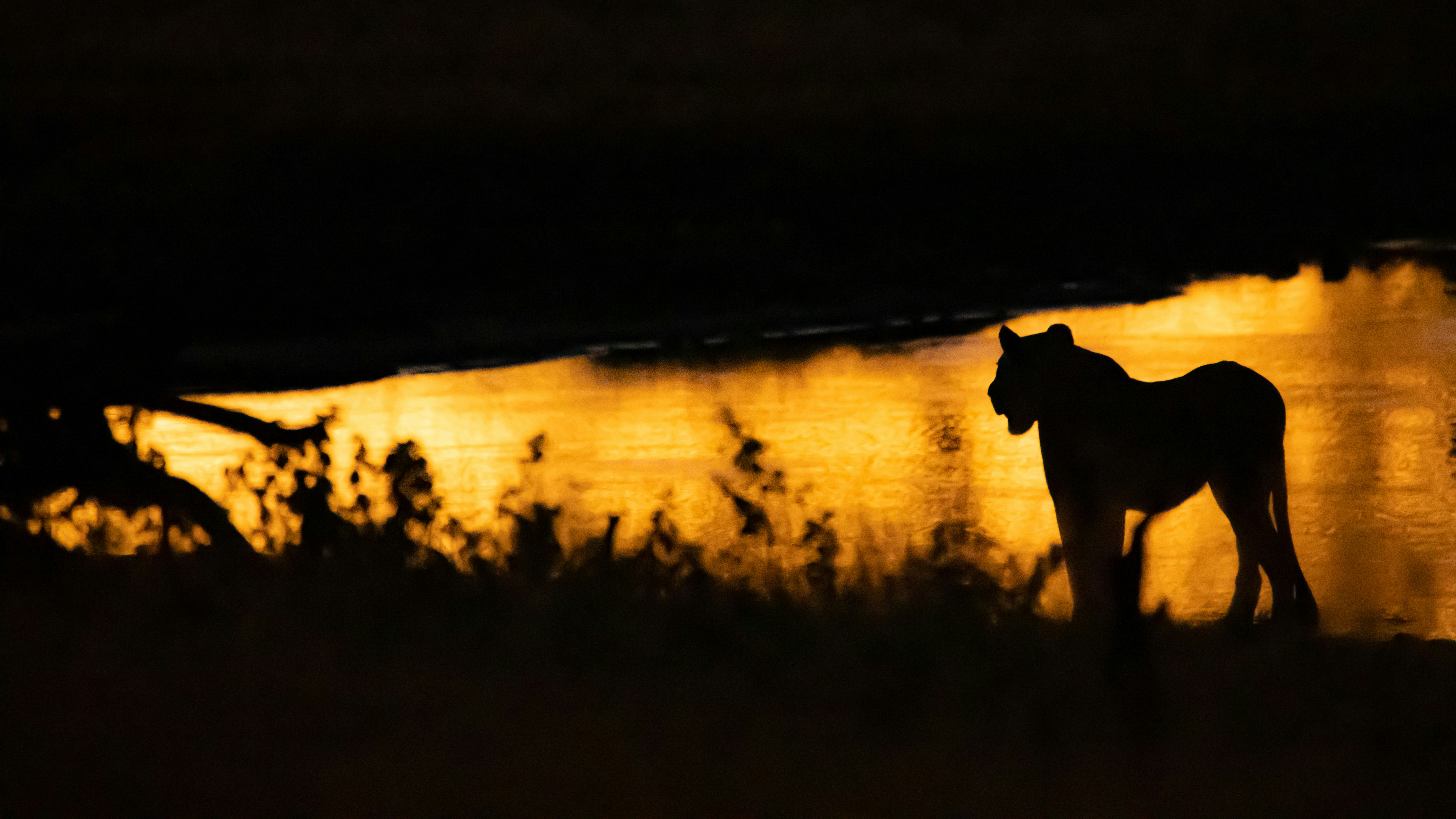 A lioness stands gracefully by a shimmering water's edge, silhouetted against a golden sunset reflecting on the surface.