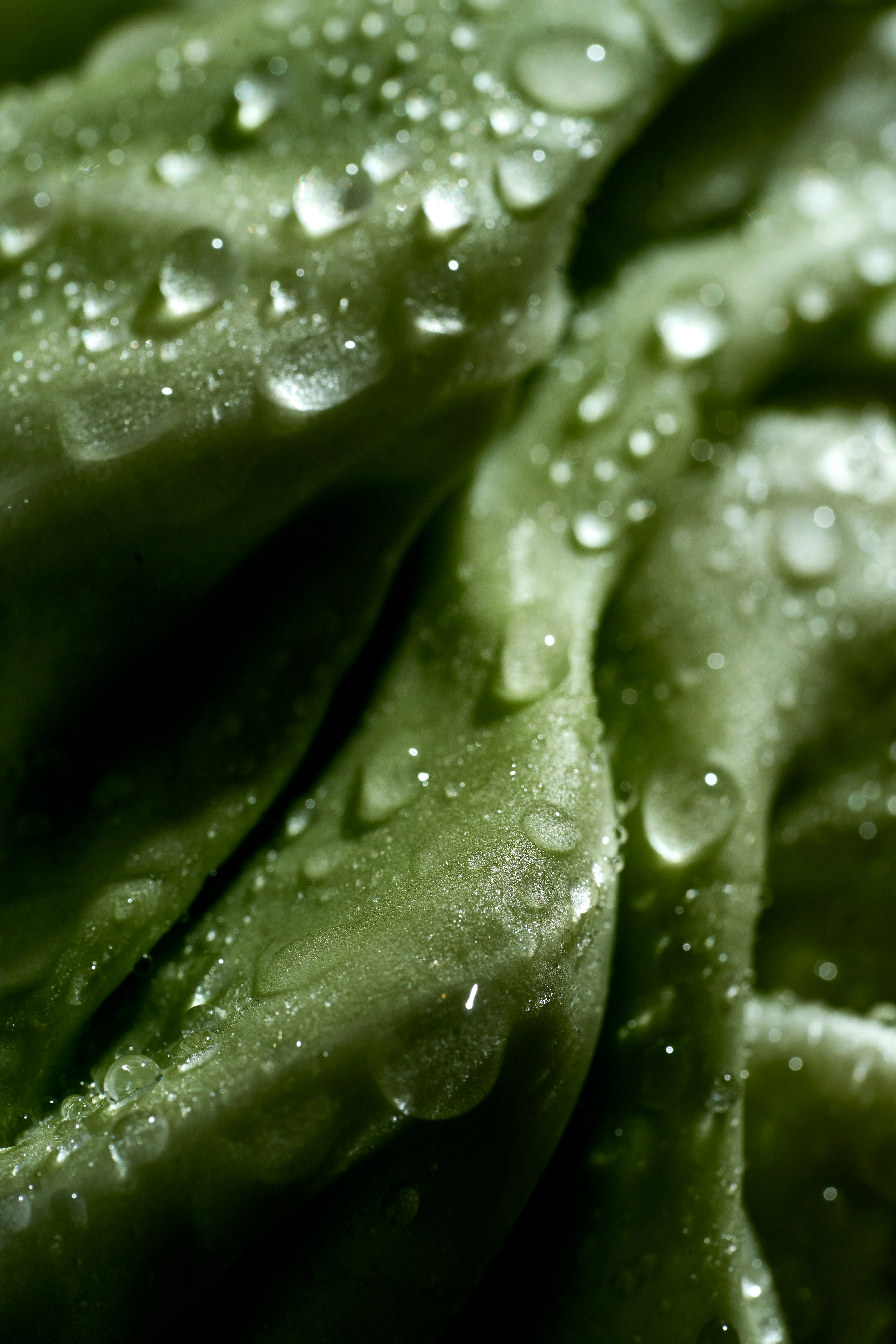 Dewlit Veins: Macro Portrait of a Verdant Leaf Fold