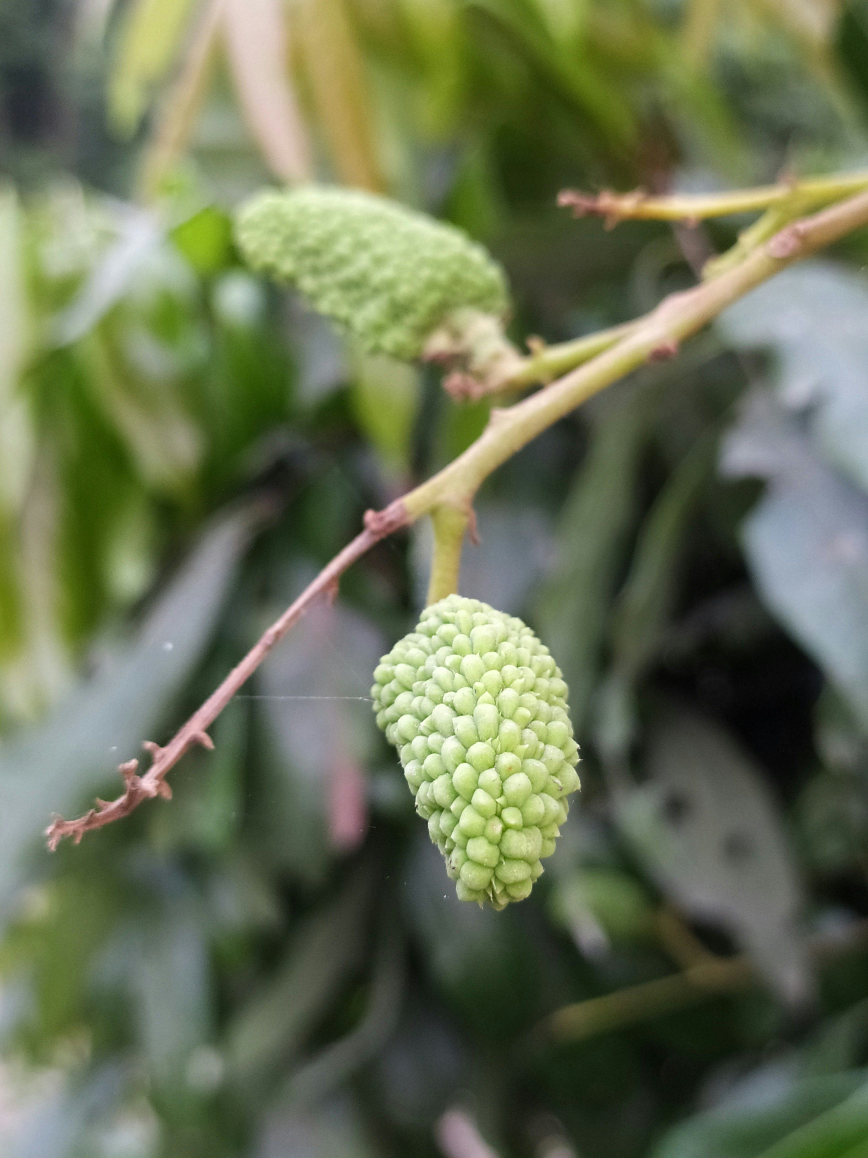 Green clustered fruiting cone suspended on a slender twig
