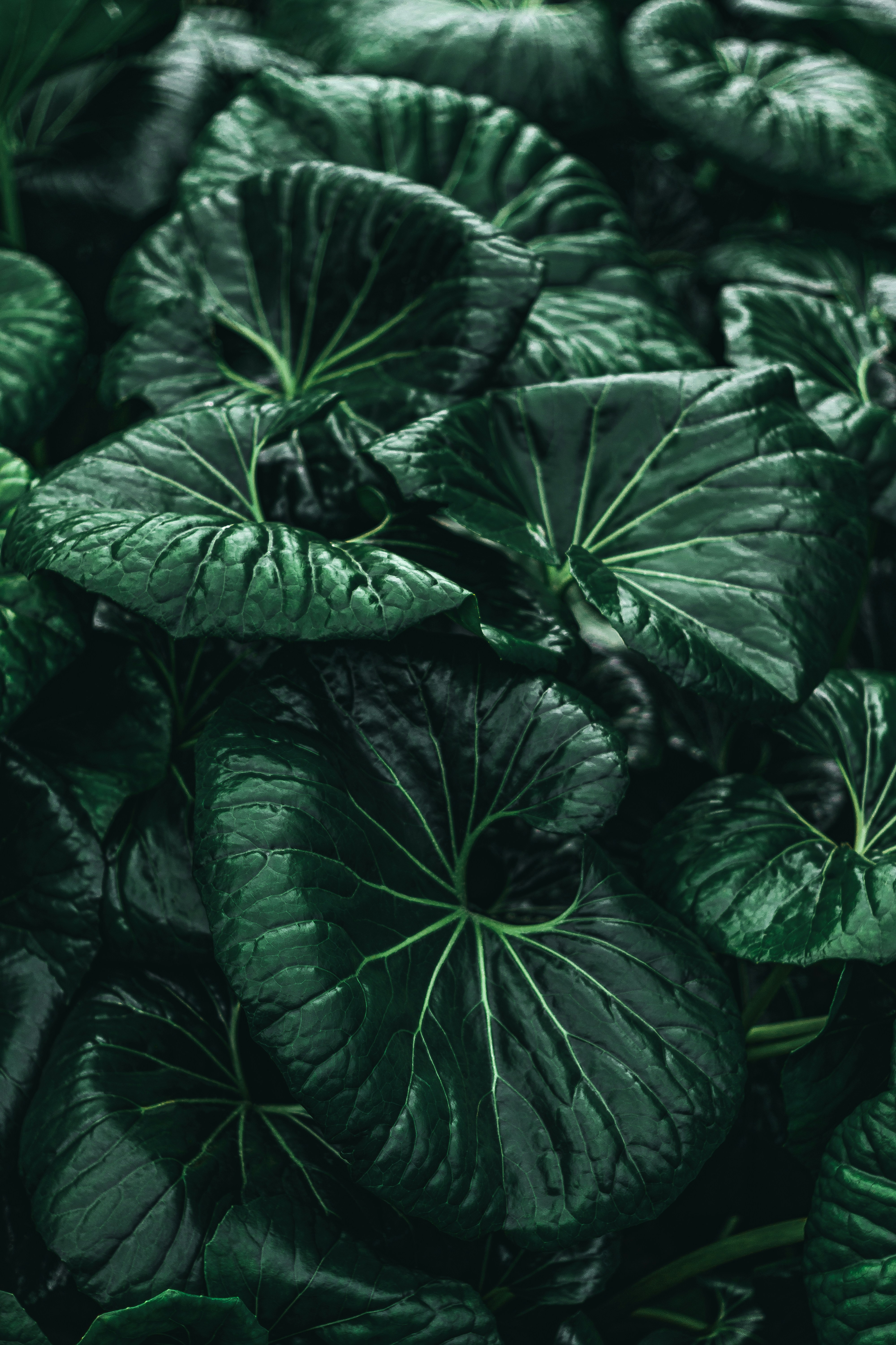 Emerald Green Pictures | Download Free Images on Unsplash