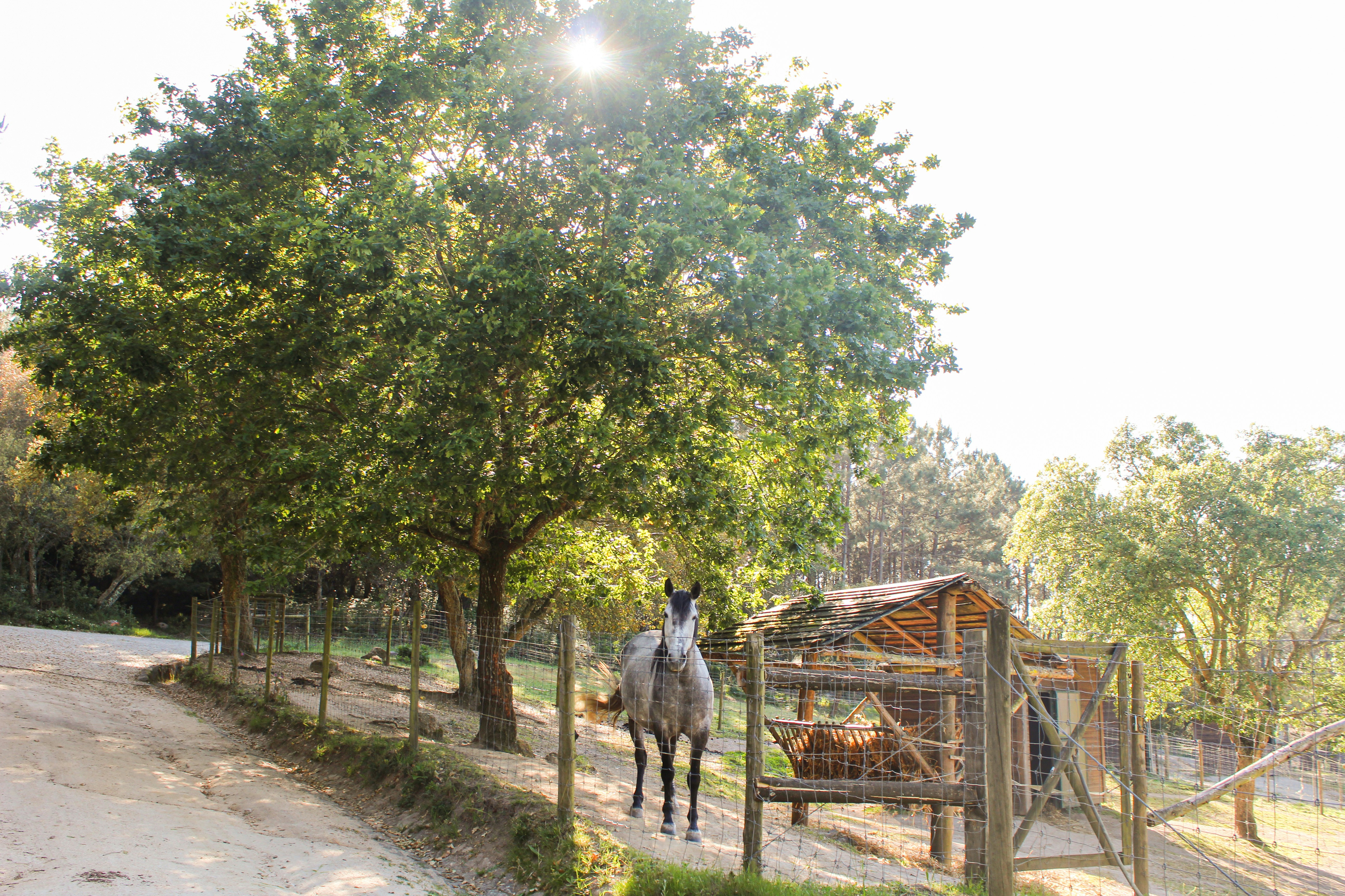 Golden Hour Pause by the Fence: A Horse in a Sunlit Farmyard