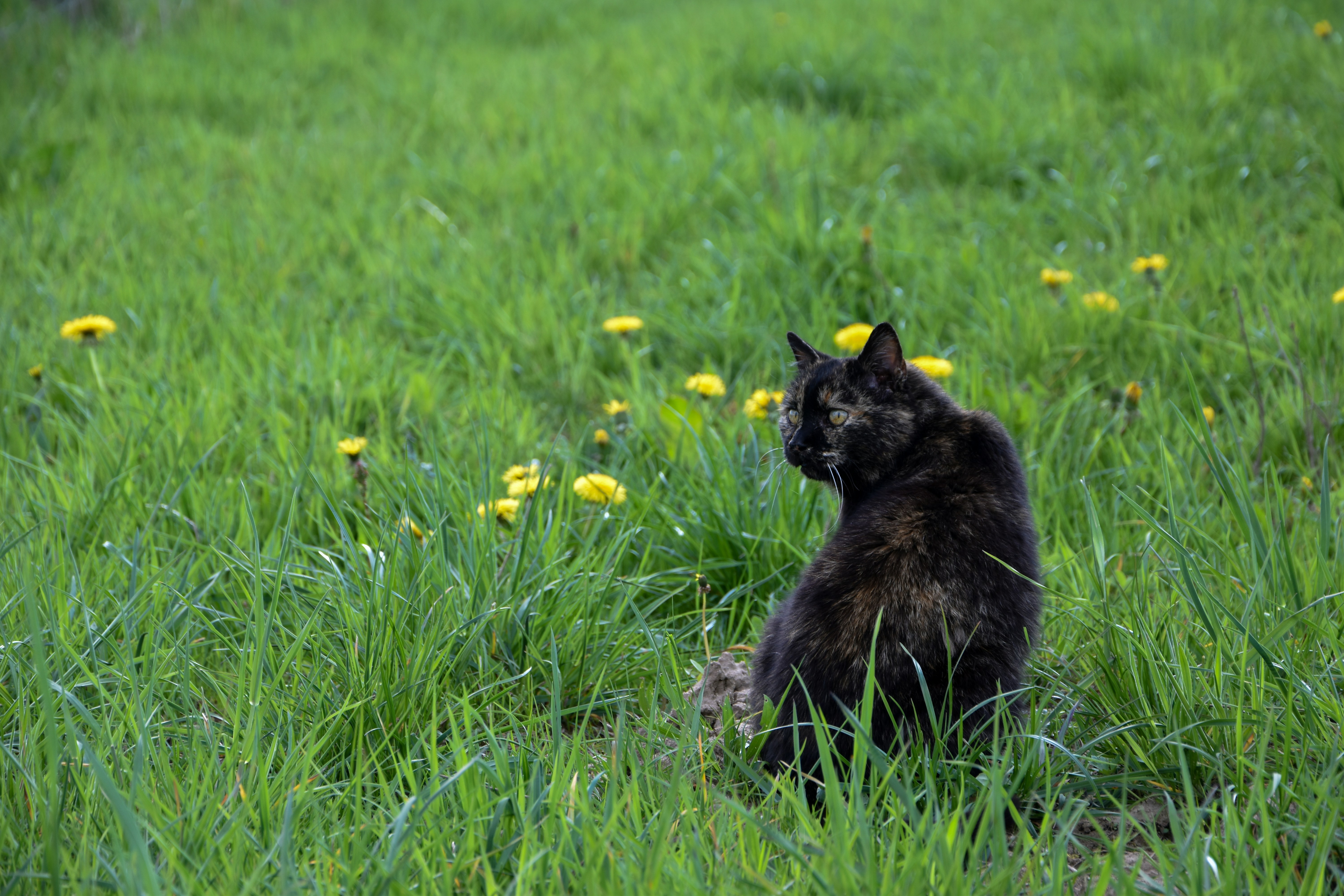 Tortoiseshell cat sitting gracefully in a lush green field dotted with yellow dandelions.