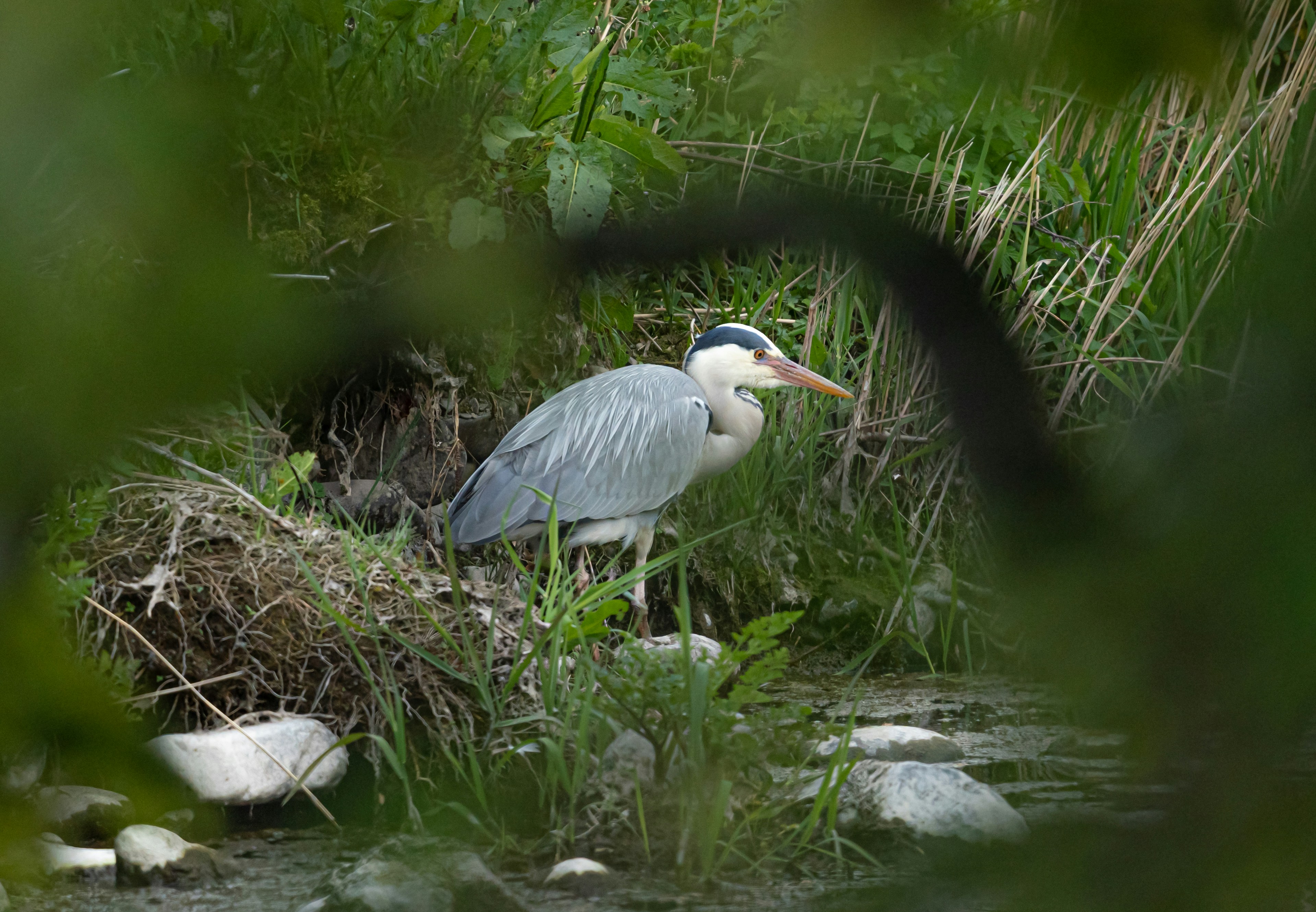 A bird standing in the water photo – Free Kendal Image on Unsplash