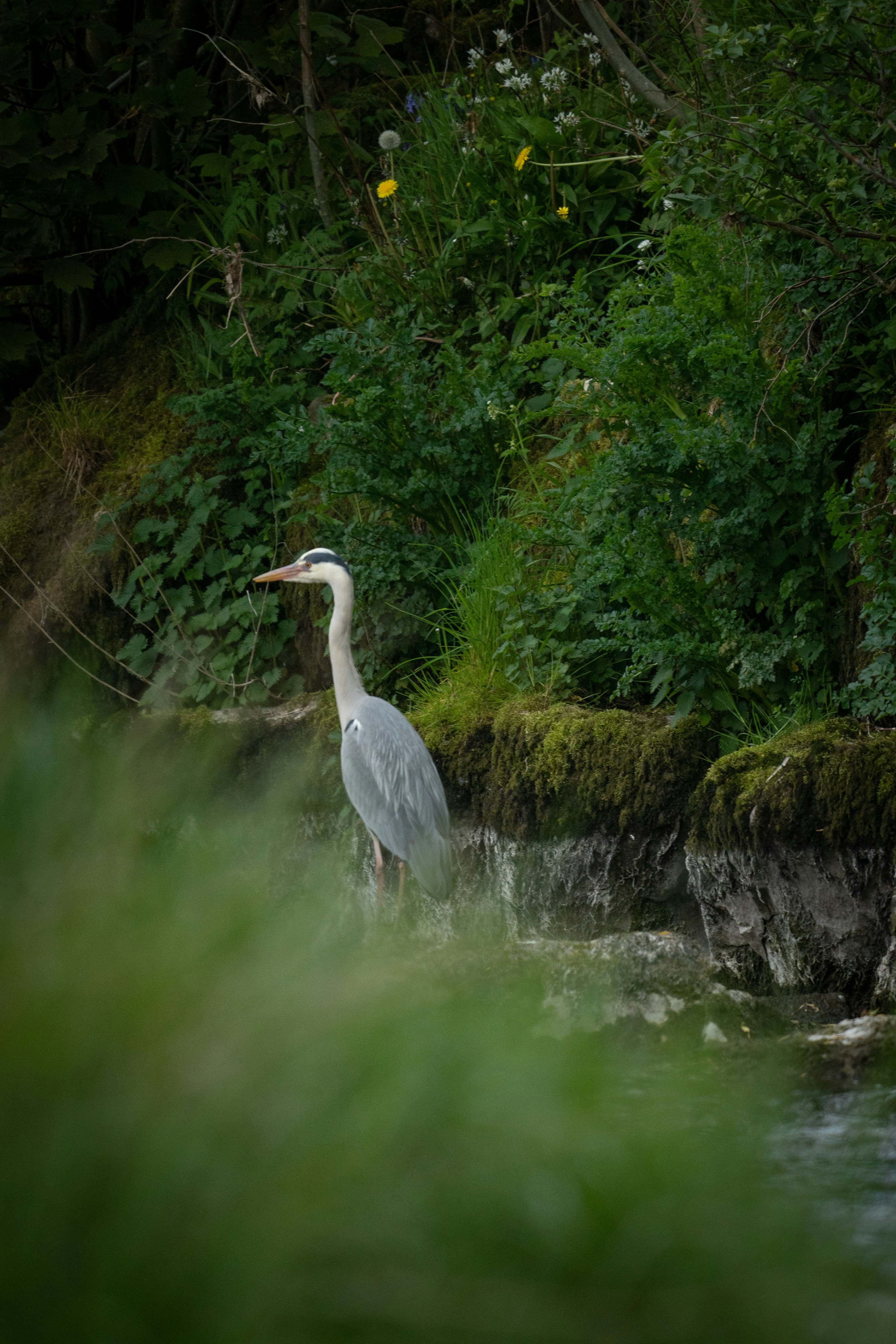 Grey Heron Loafing Along a Moss-Crowned Riverbank
