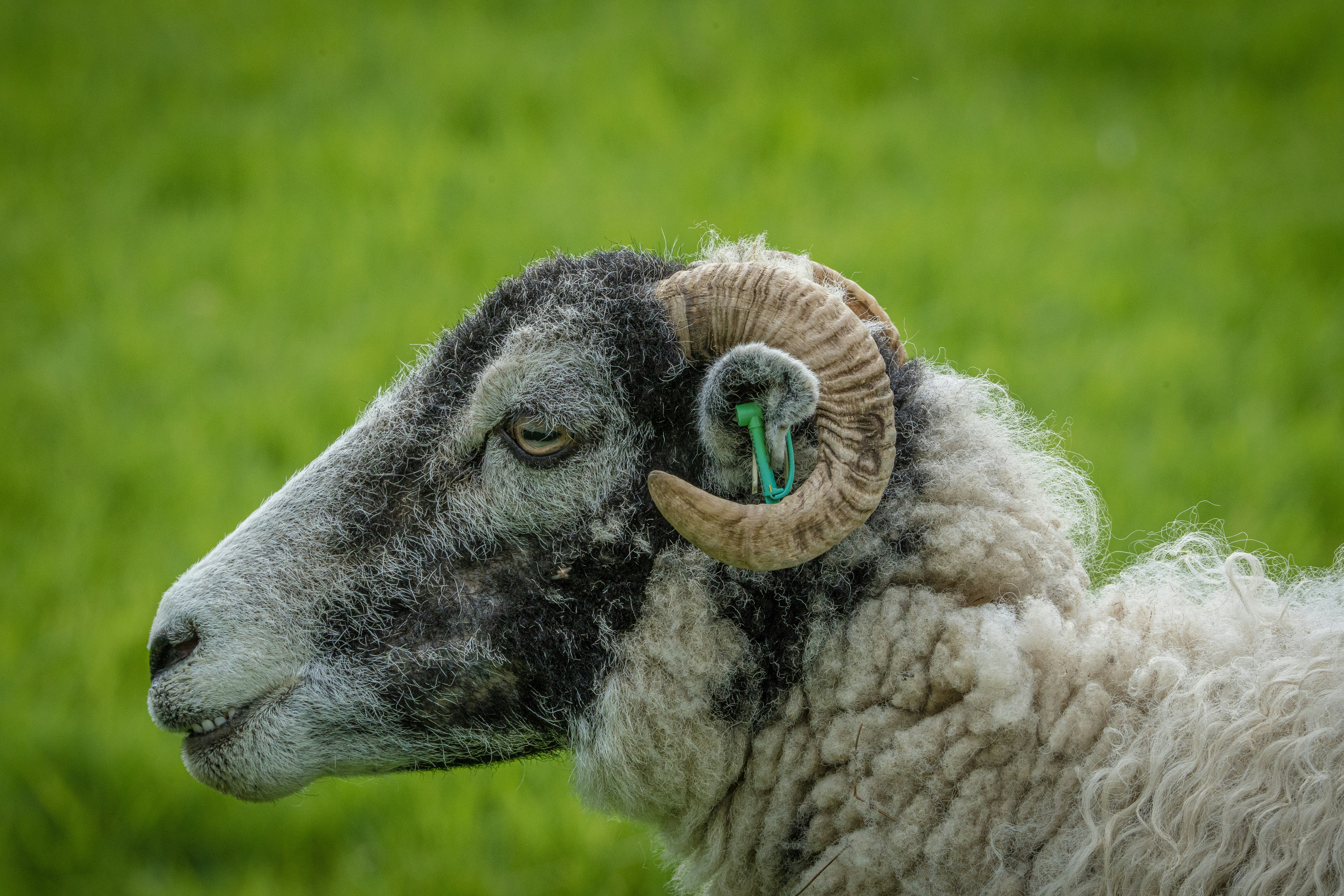 Ram with curled horns standing in lush green grass.