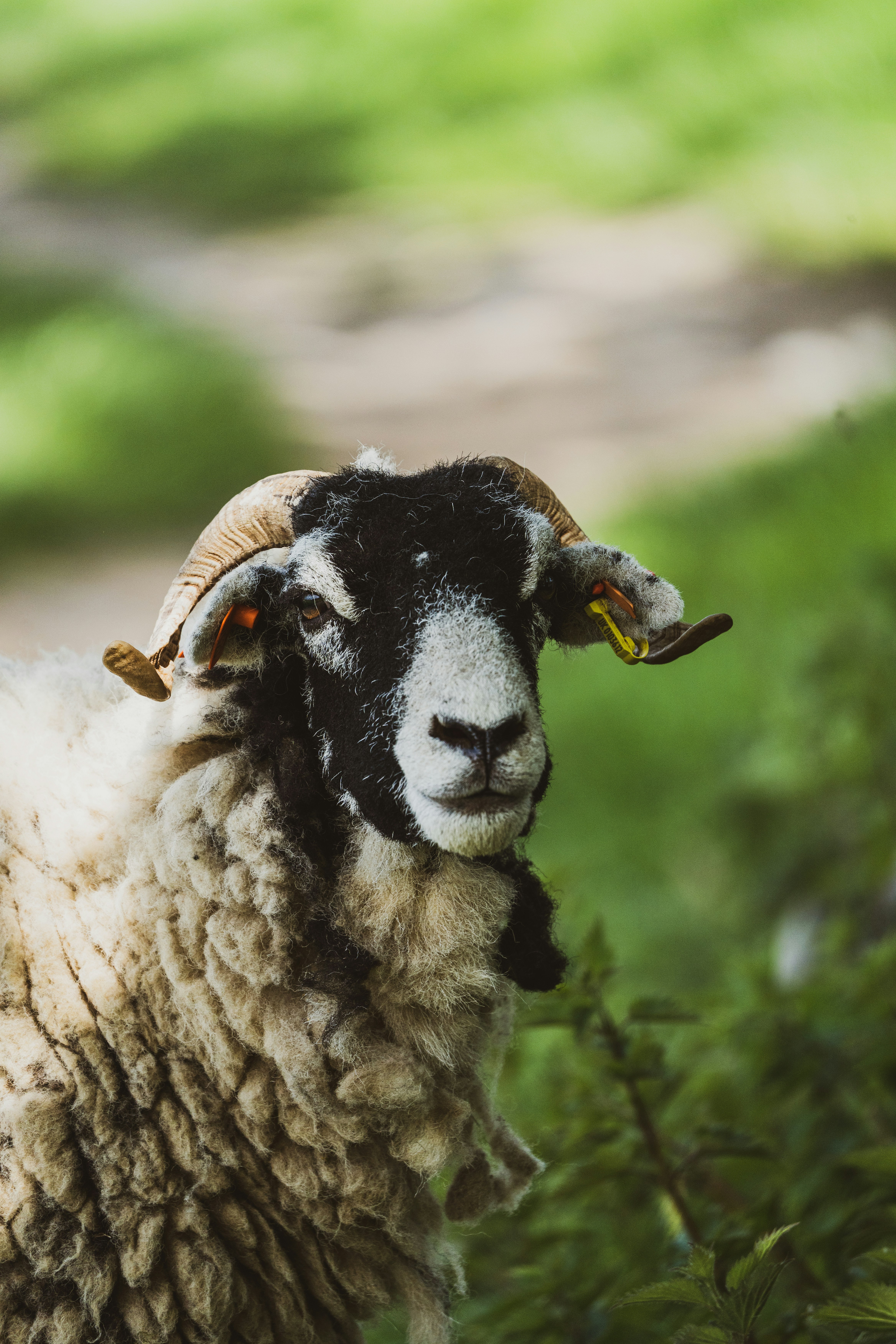 Close-up of a ram with distinctive horns and tags, set against a blurred green background, showcasing rural charm.