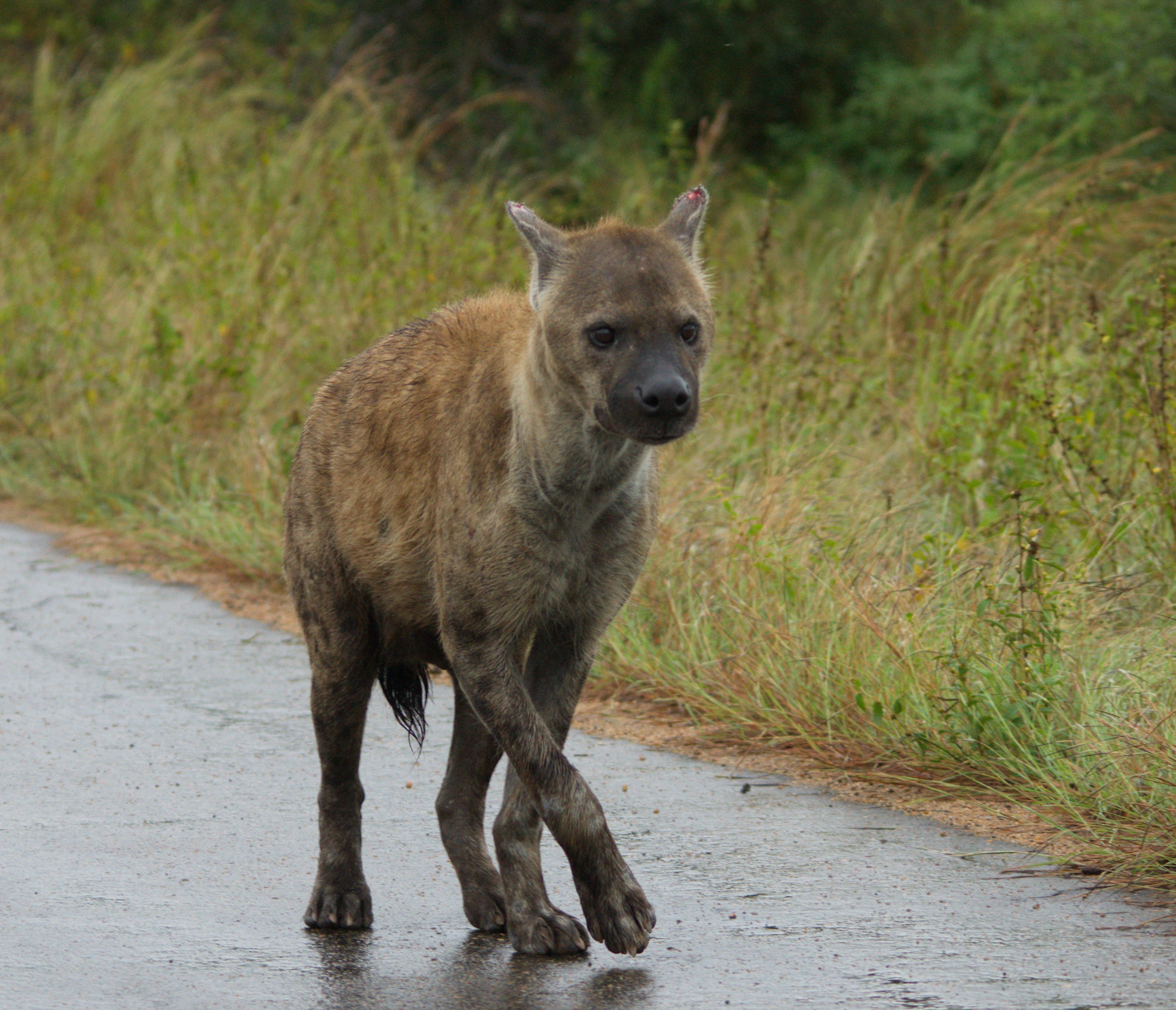 A kangaroo walking on a road photo – Free Grey Image on Unsplash