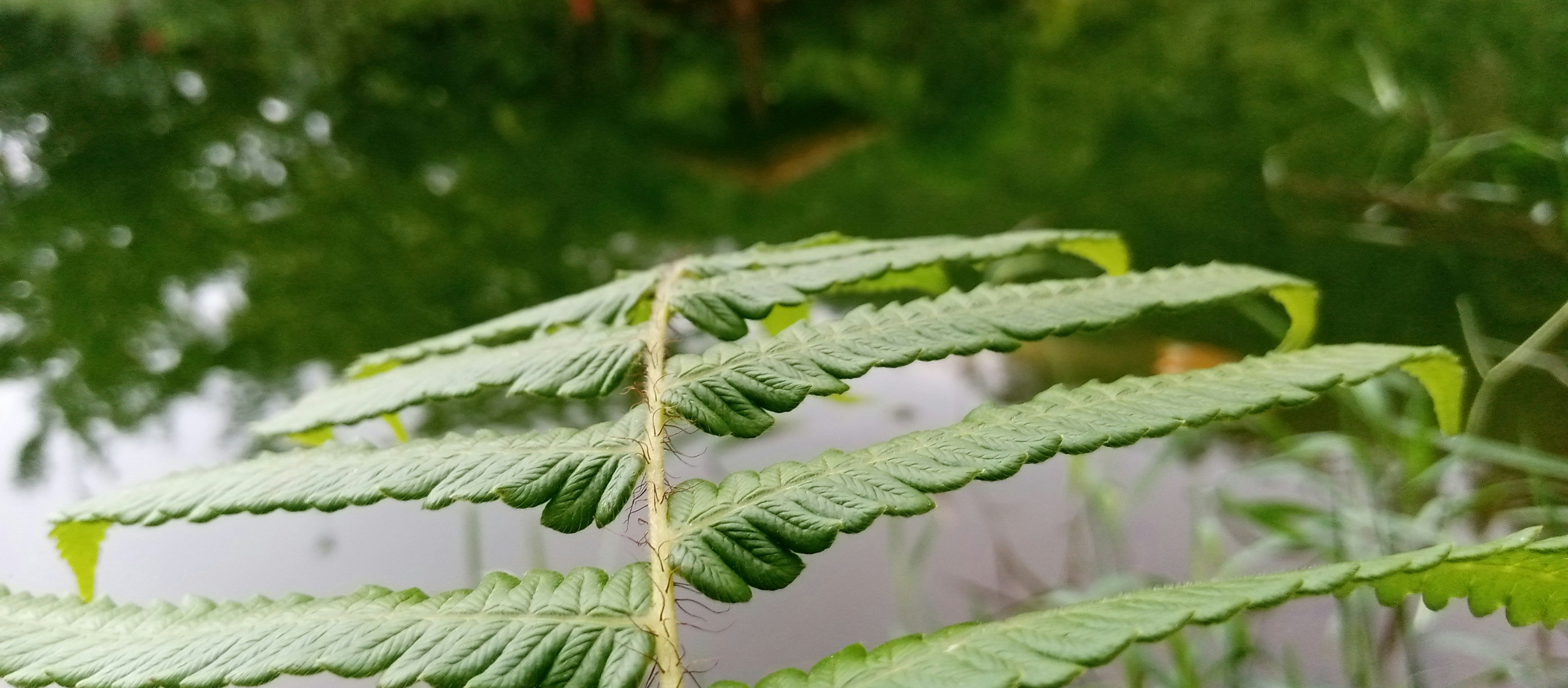 Whisper of Green: Nature's Subtle Layers