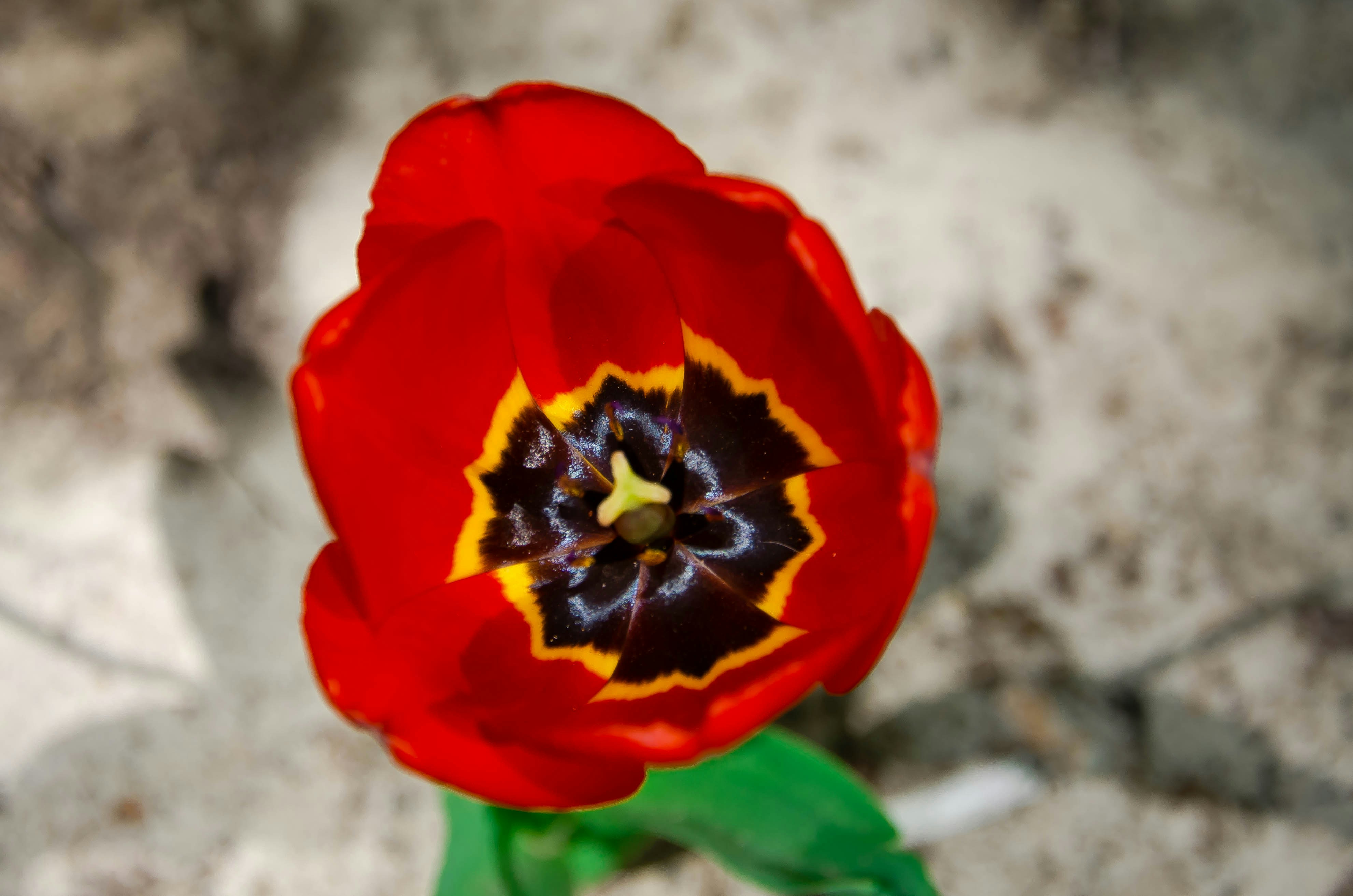a red flower with a yellow center