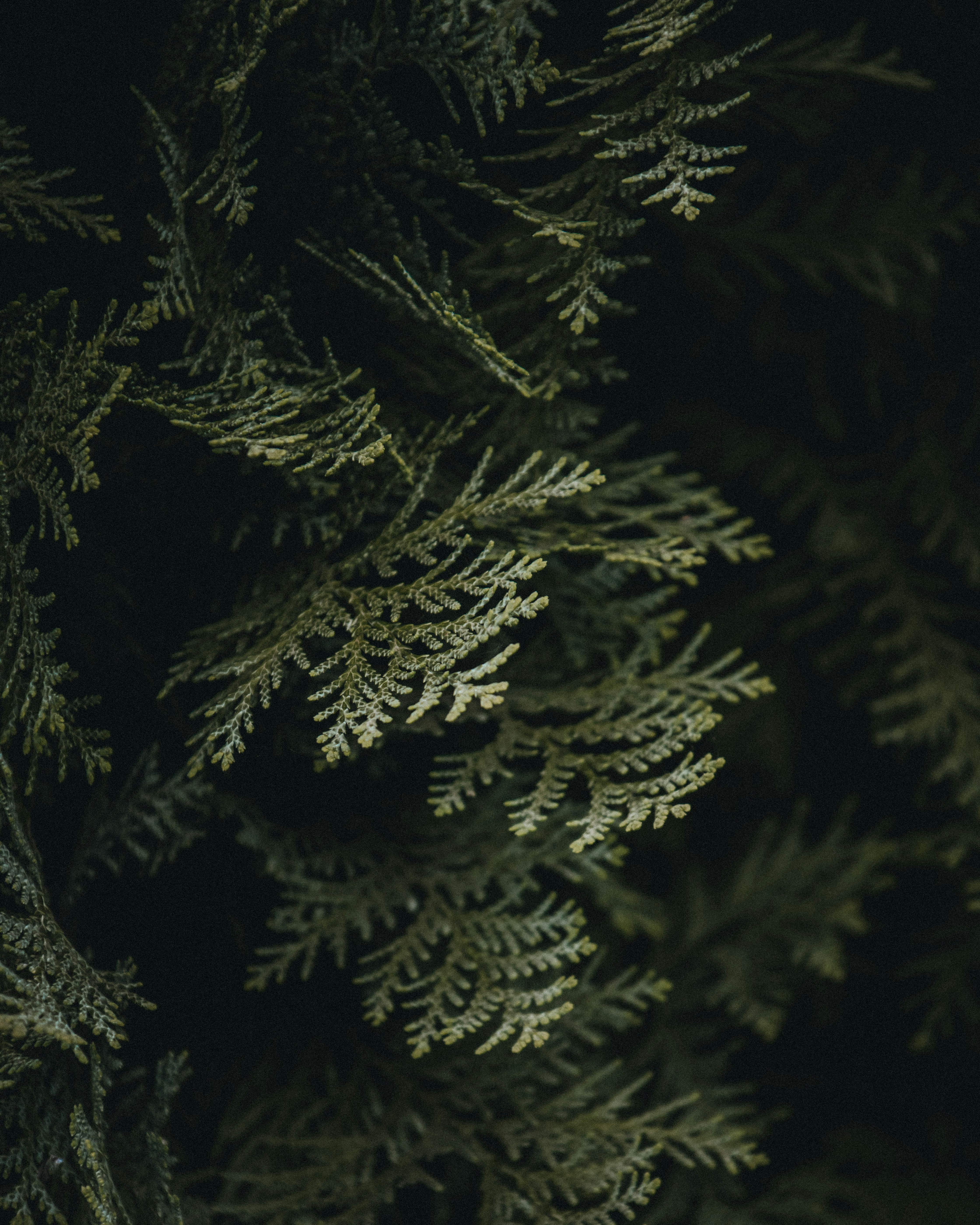 Sapin Texture Photos | Télécharger des images gratuites sur Unsplash