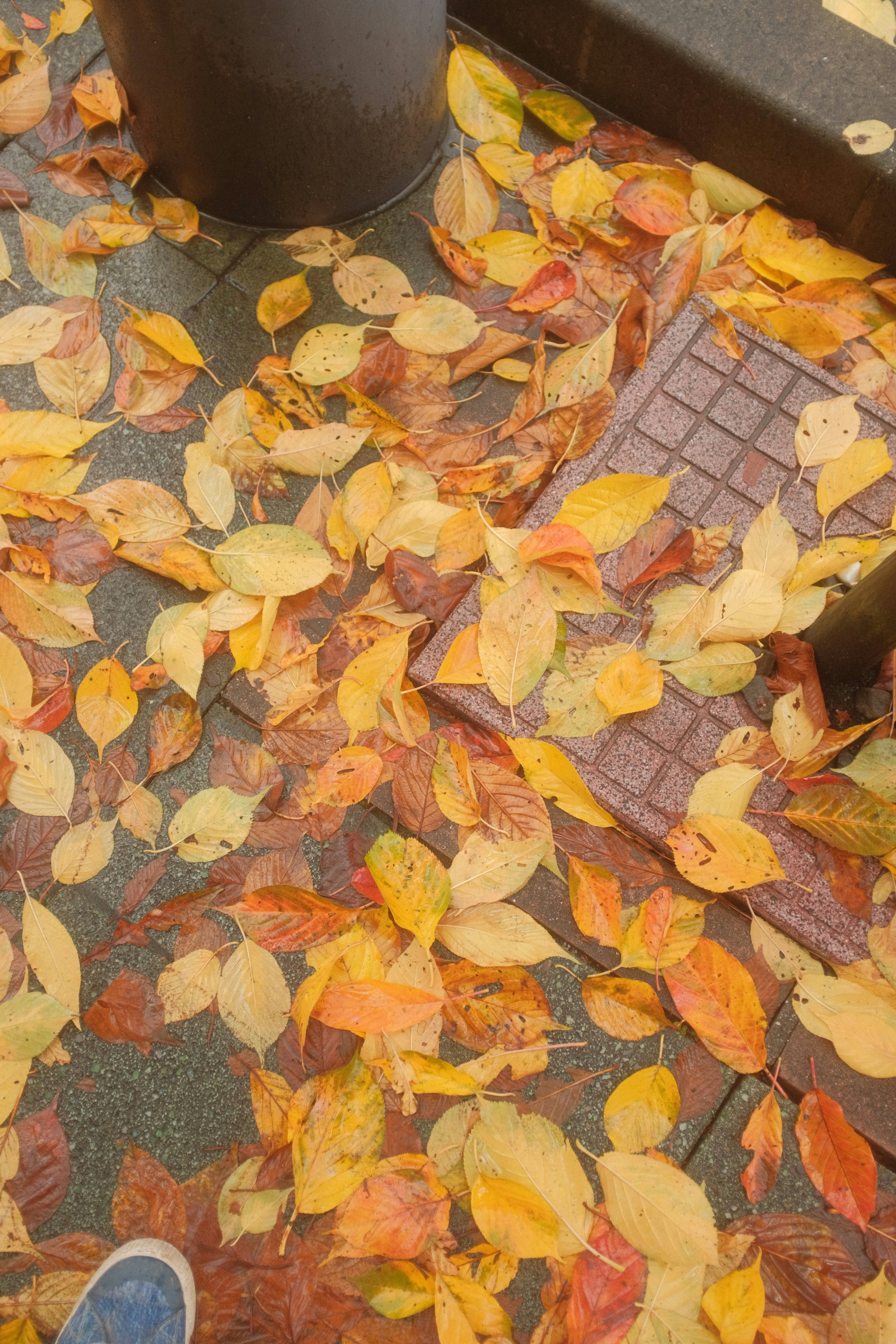 a pile of leaves