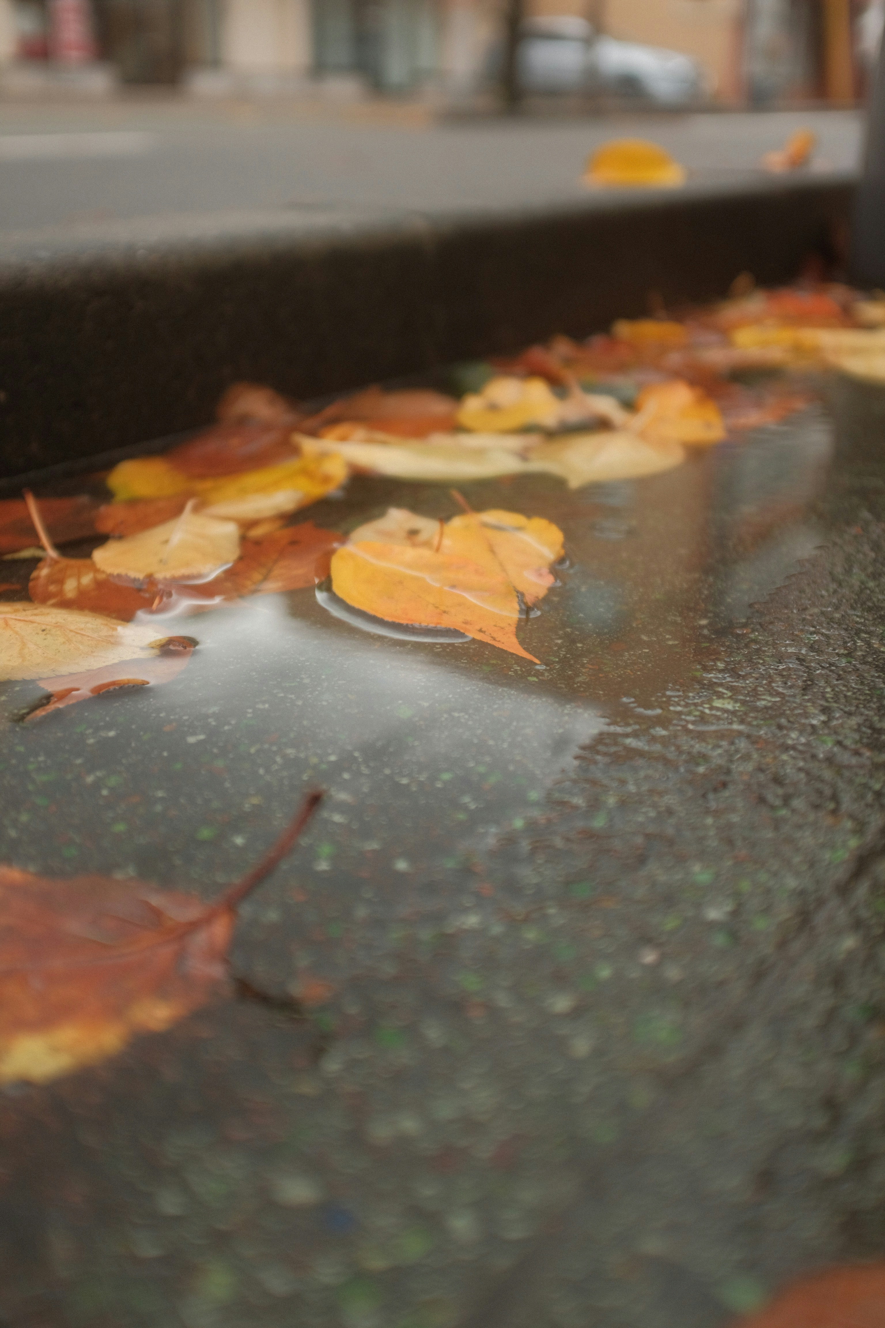 a group of leaves on a surface