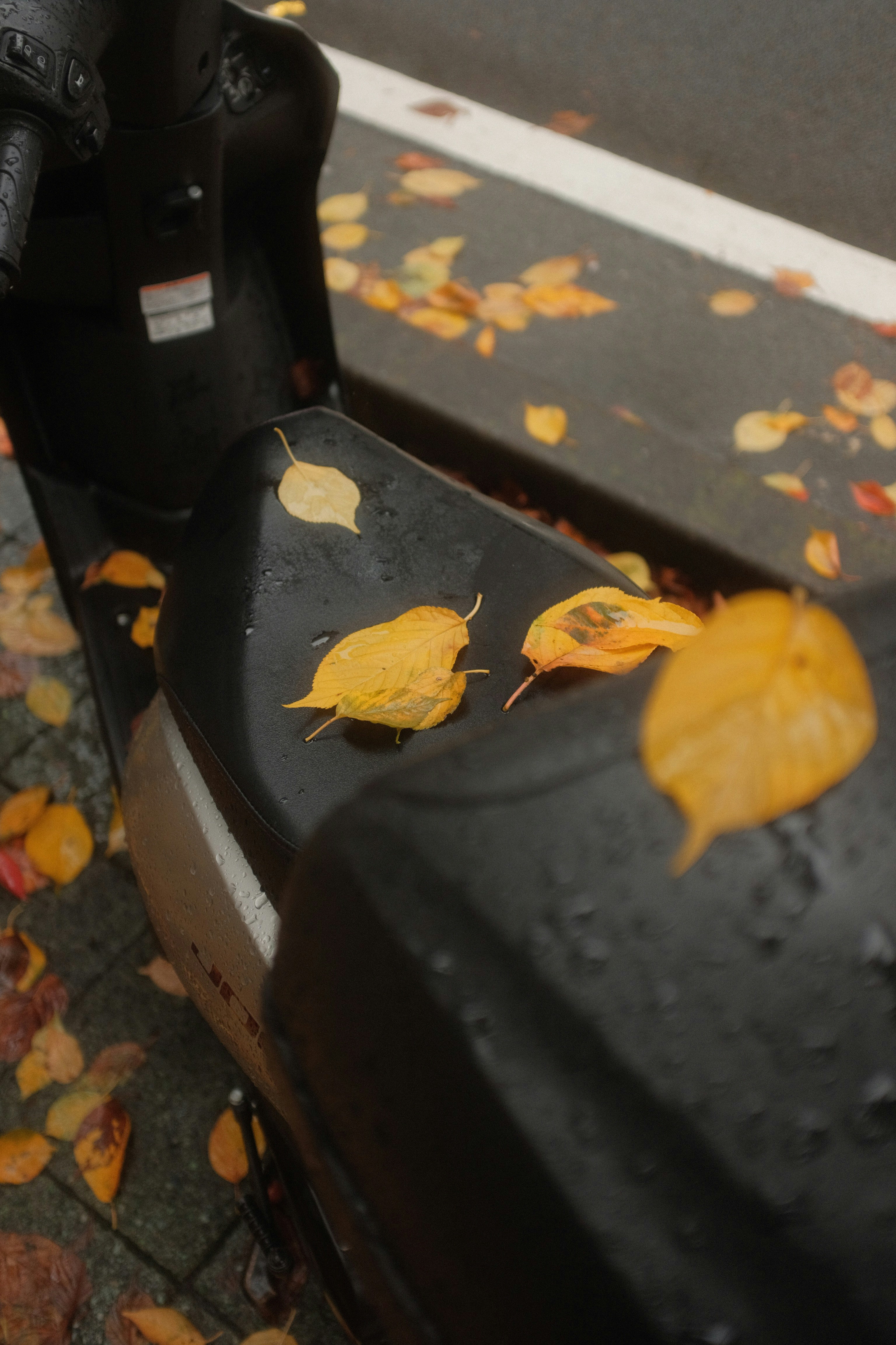 Autumn Leaves Rest on a Streetbike: A Wet, October Moment