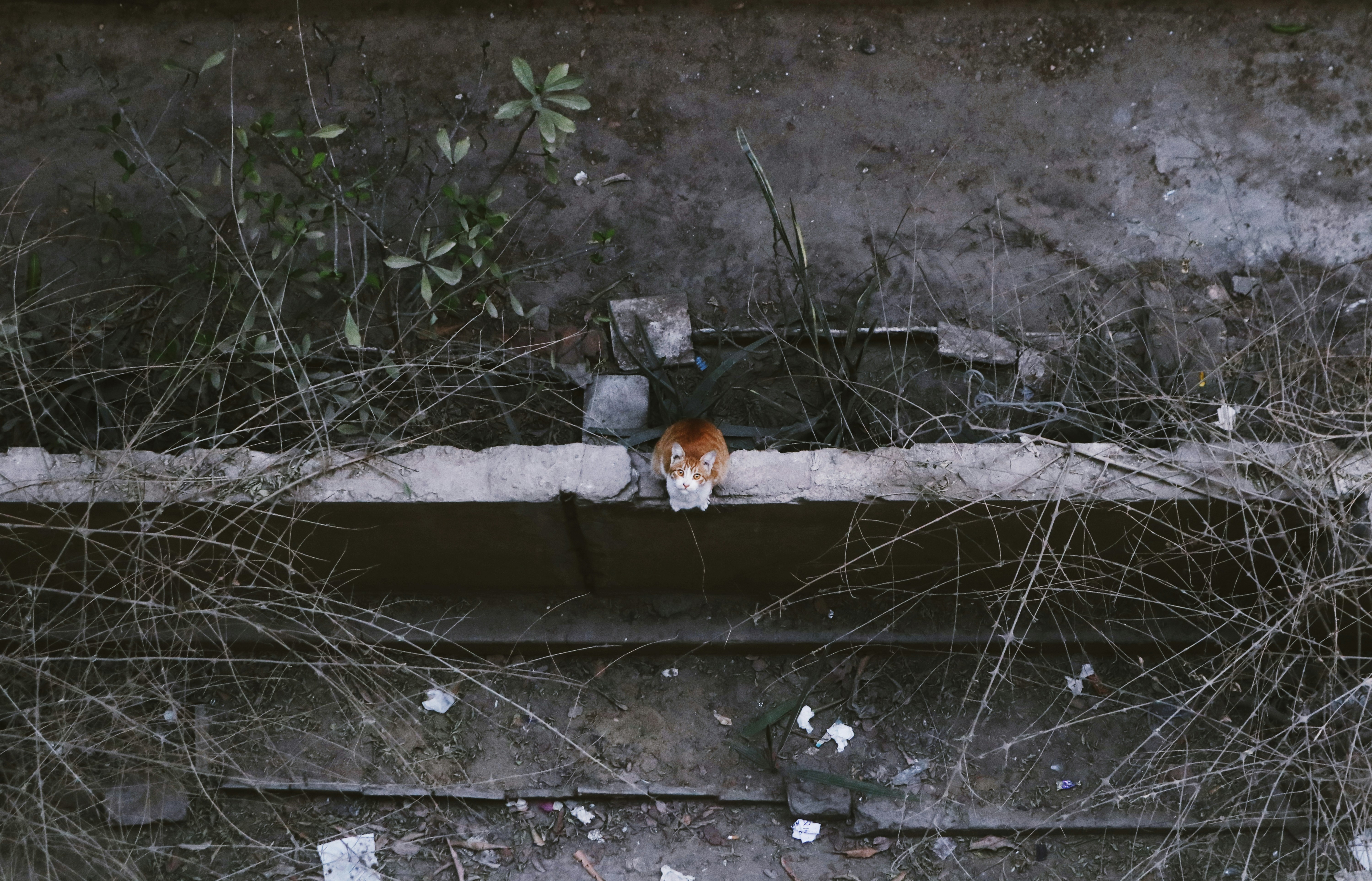 a small animal in a hole in the ground