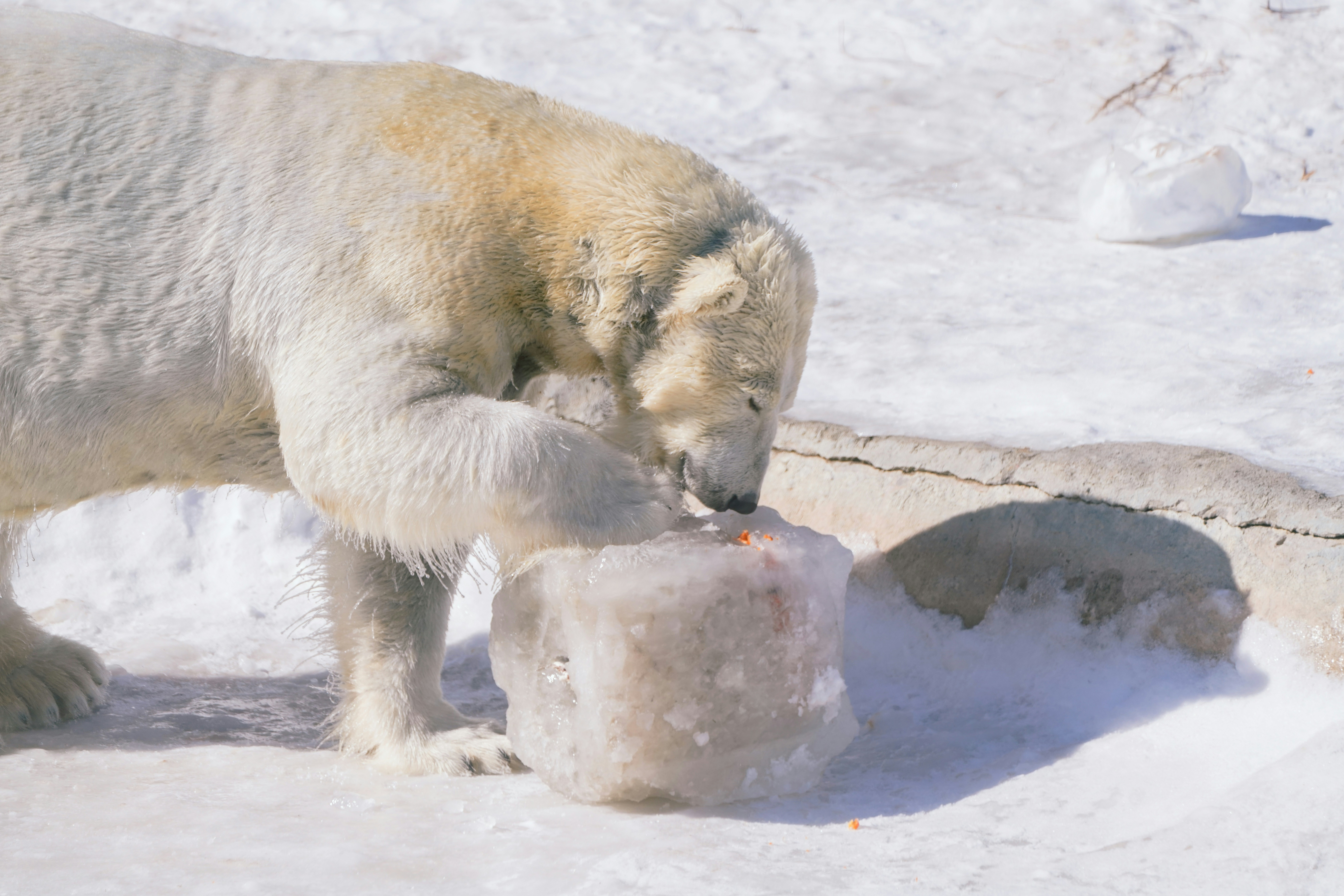 Polar bear interacting with a large block of ice, showcasing its natural behavior in a snowy habitat.