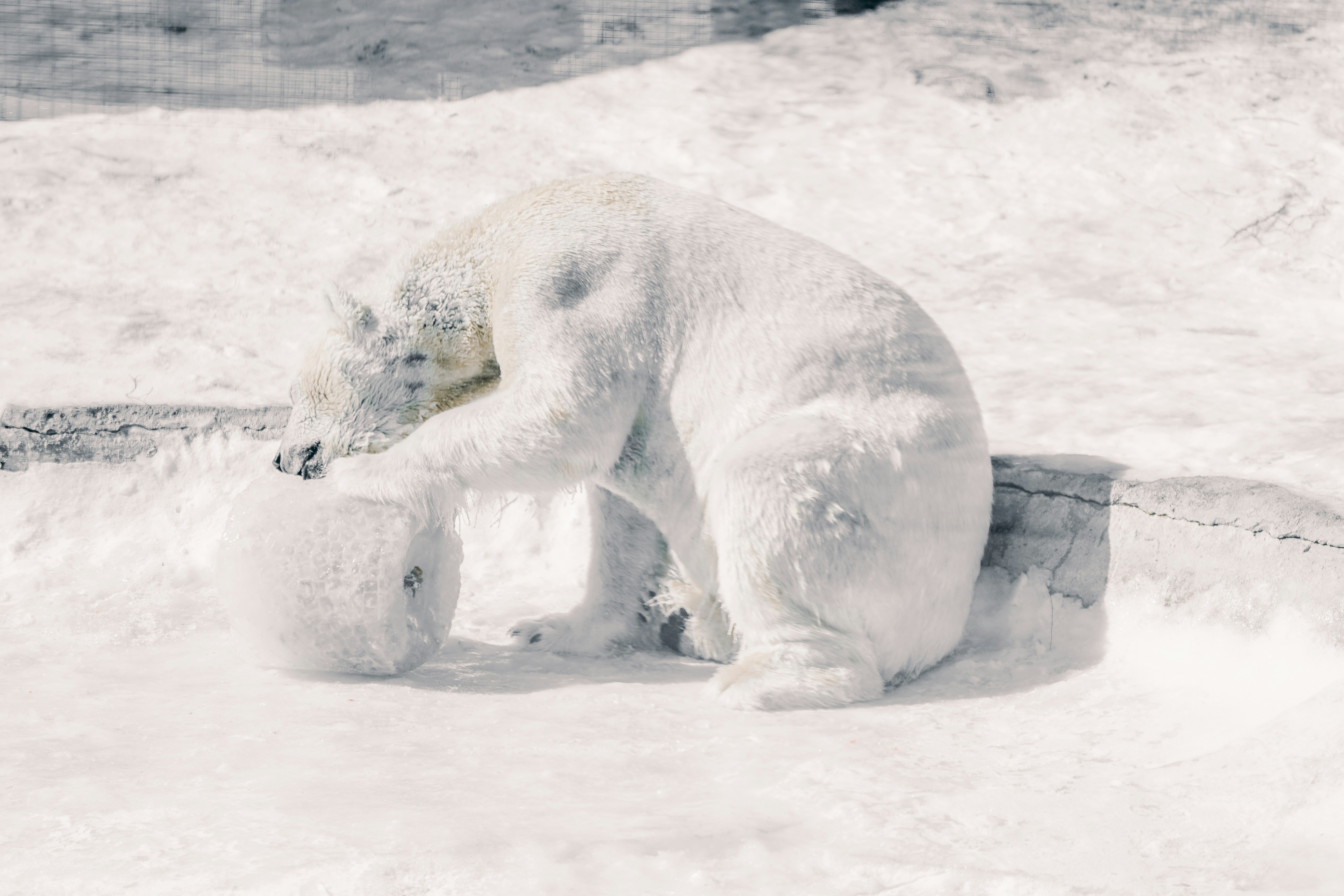 Polar bear engaging with a snowball in a winter landscape, showcasing its playful nature. The scene captures the essence of wildlife interaction with its environment.