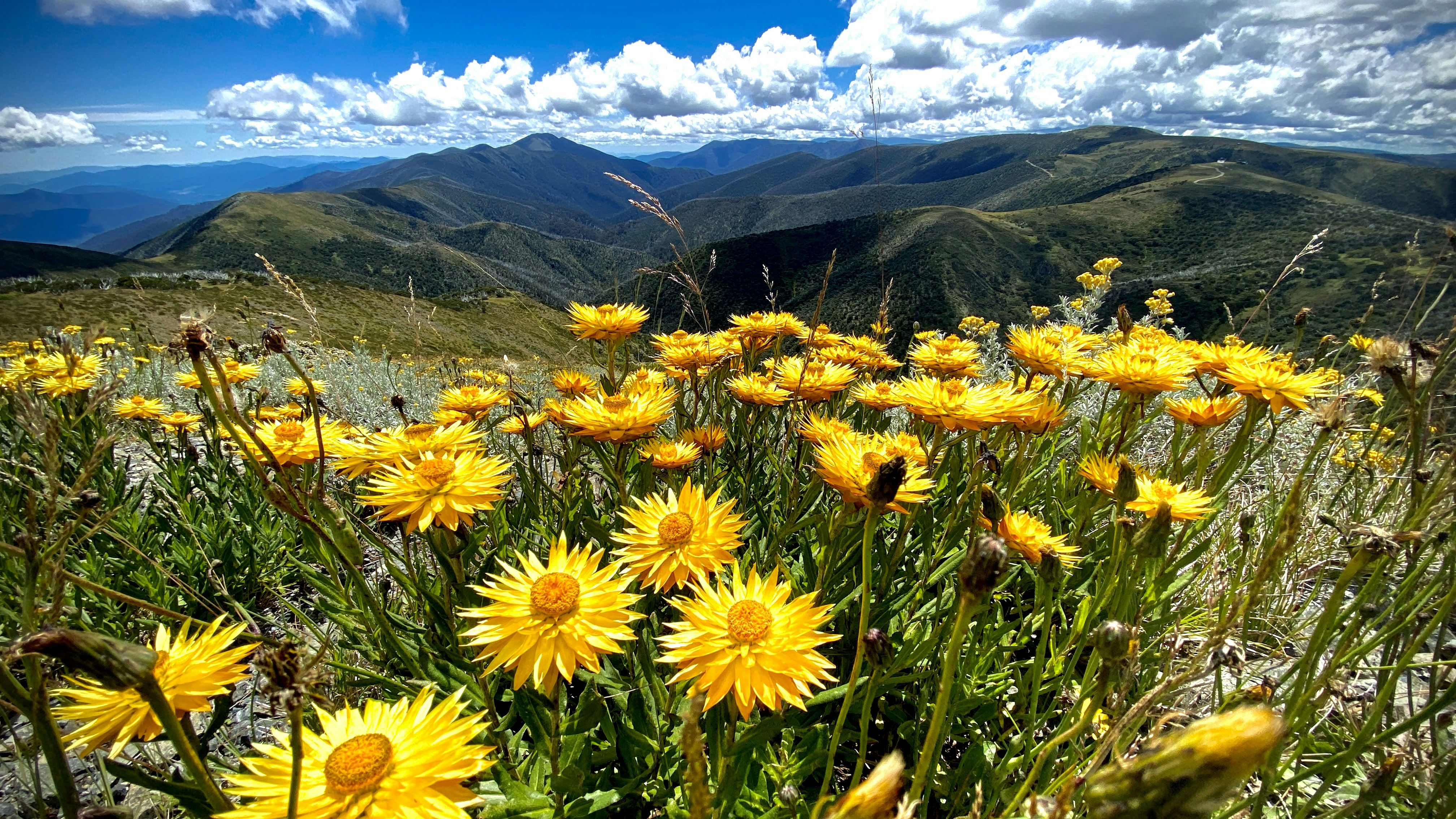 Sunlit Alpine Carpet: A Meadow of Golden Daisies Beneath Expansive Peaks