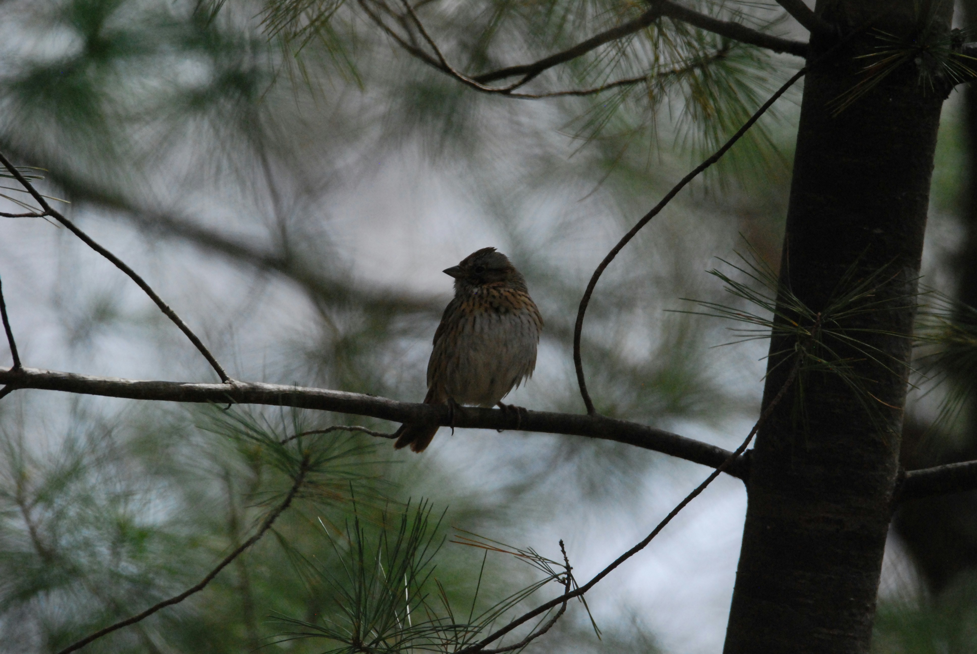A small bird perched quietly on a branch amidst a backdrop of soft-focus pine needles. The serene scene captures the essence of woodland tranquility.