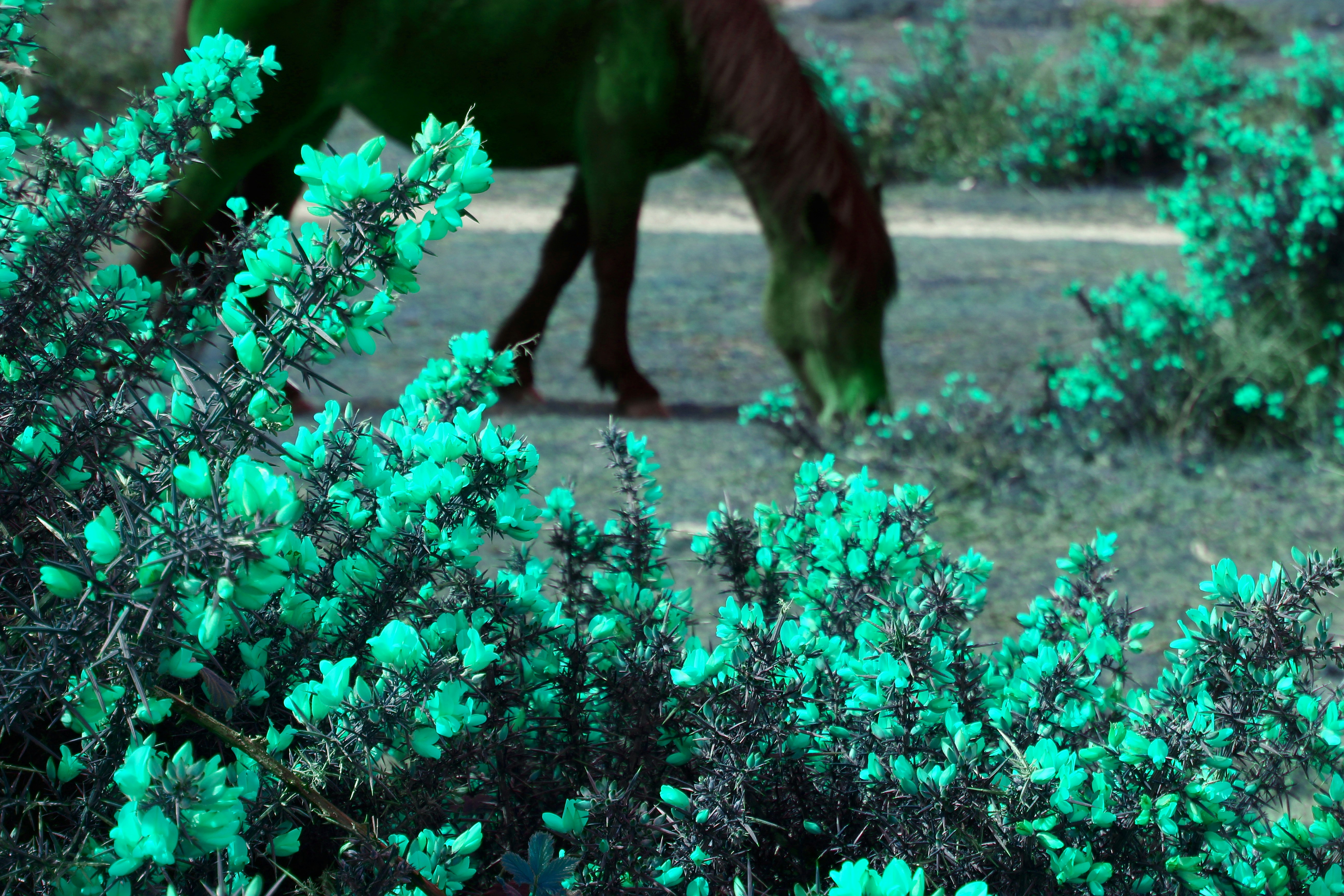 A horse eating the grass behind a gorse bush.