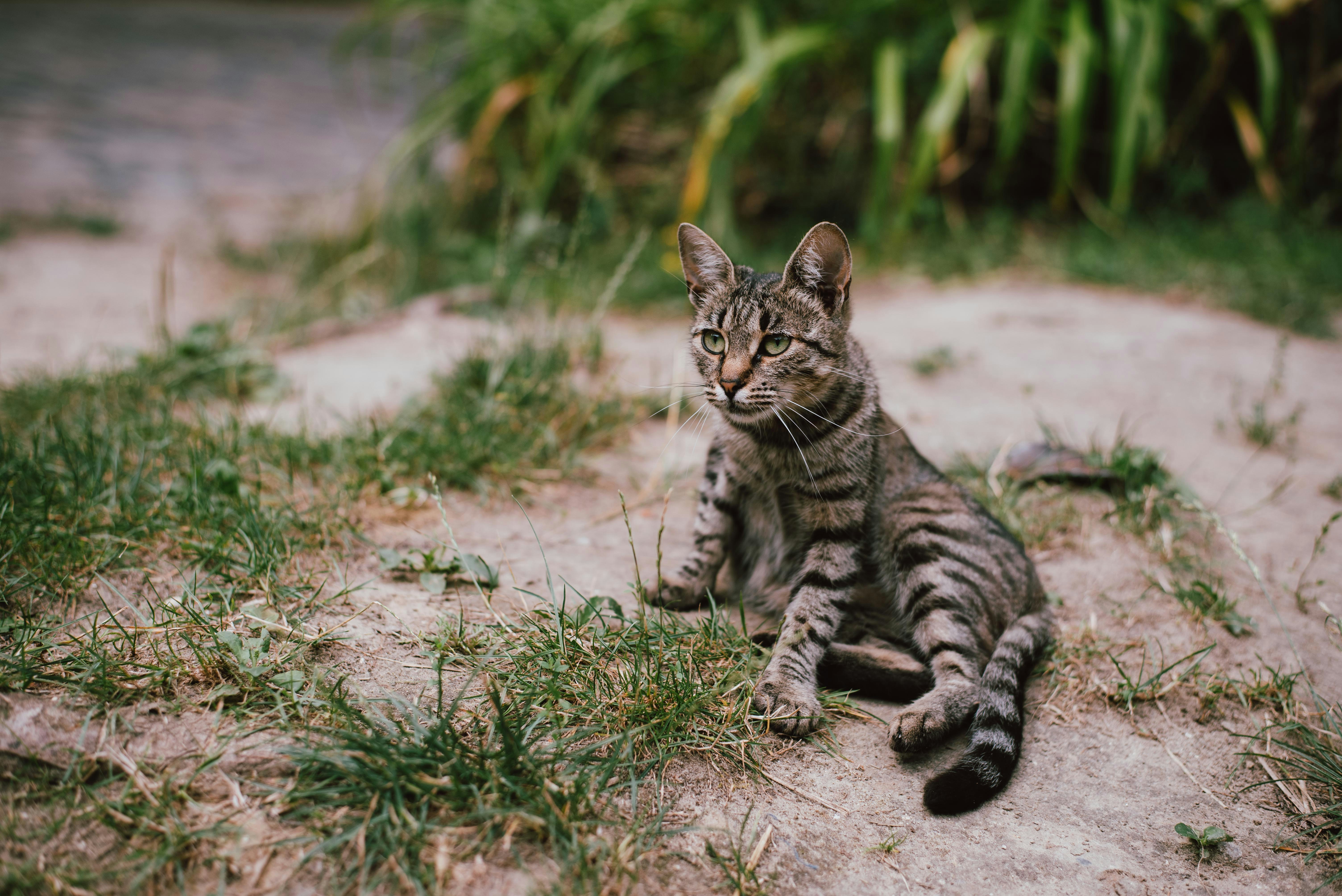 A striped tabby cat lounging on a patch of grass, observing its surroundings with keen interest.