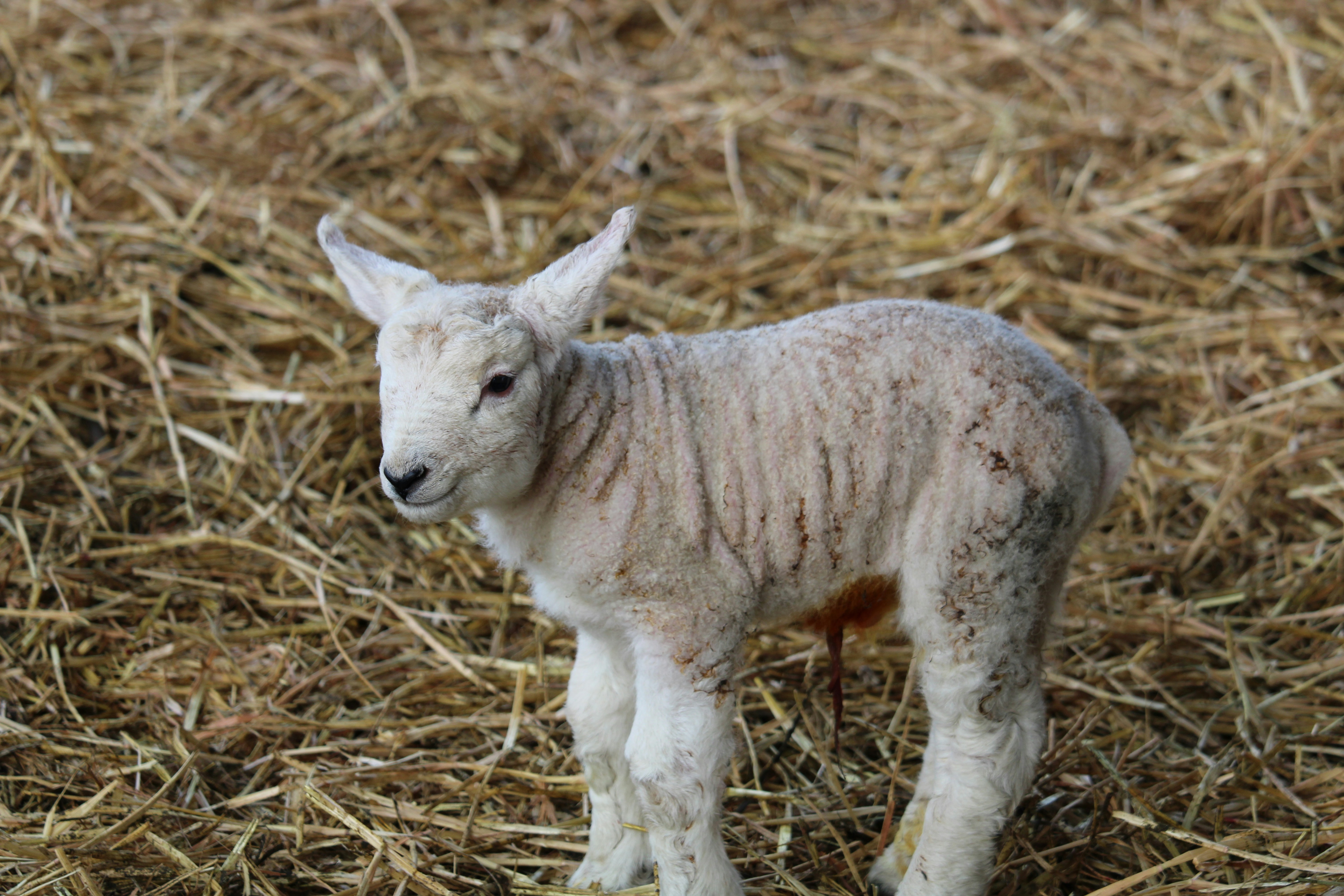 Un bébé chèvre debout dans le foin photo – Photo Gris Gratuite sur Unsplash